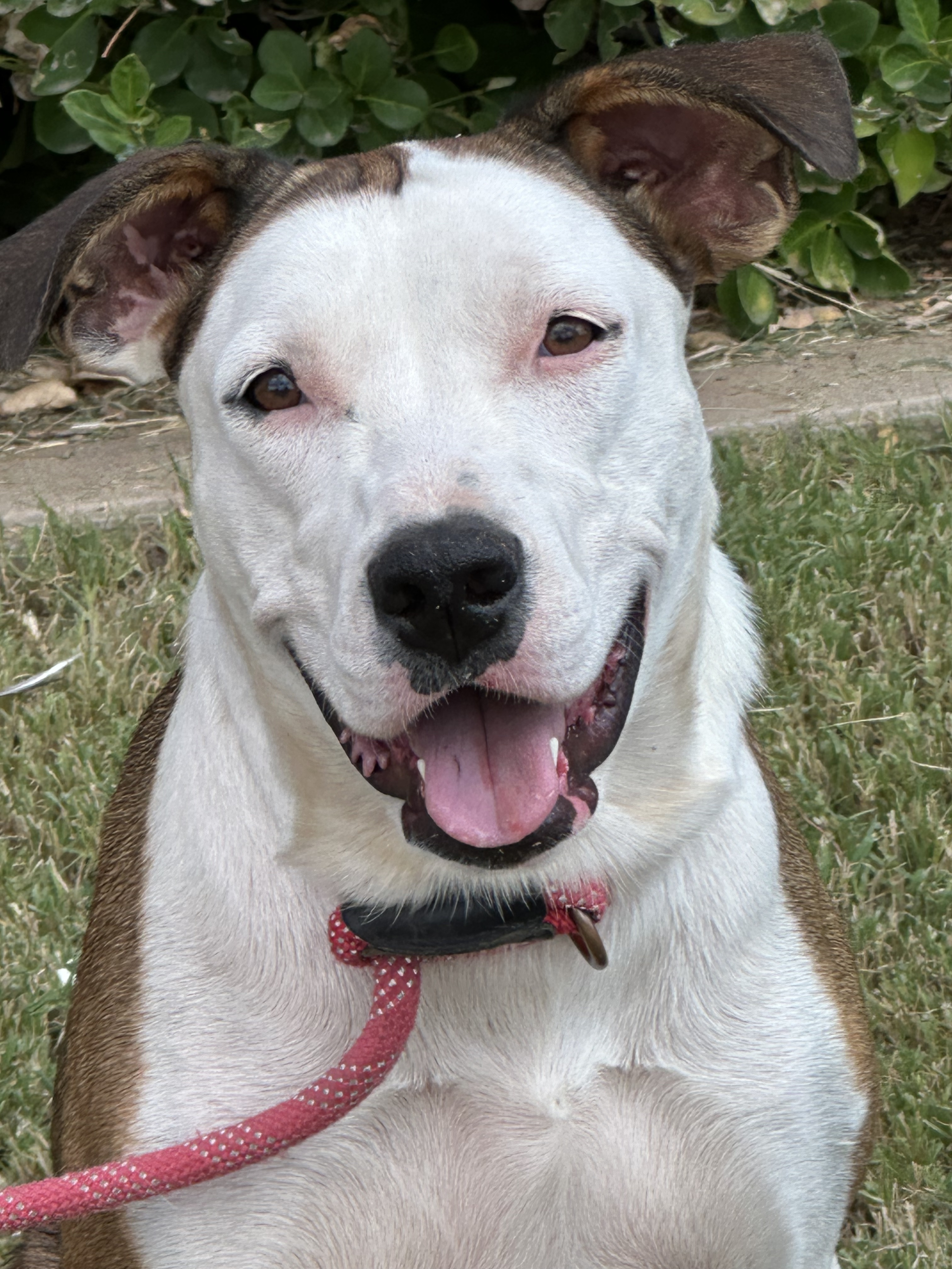 Dog for adoption - SISTER, an American Bulldog & Greyhound Mix in Grand Rapids, MI | Petfinder
