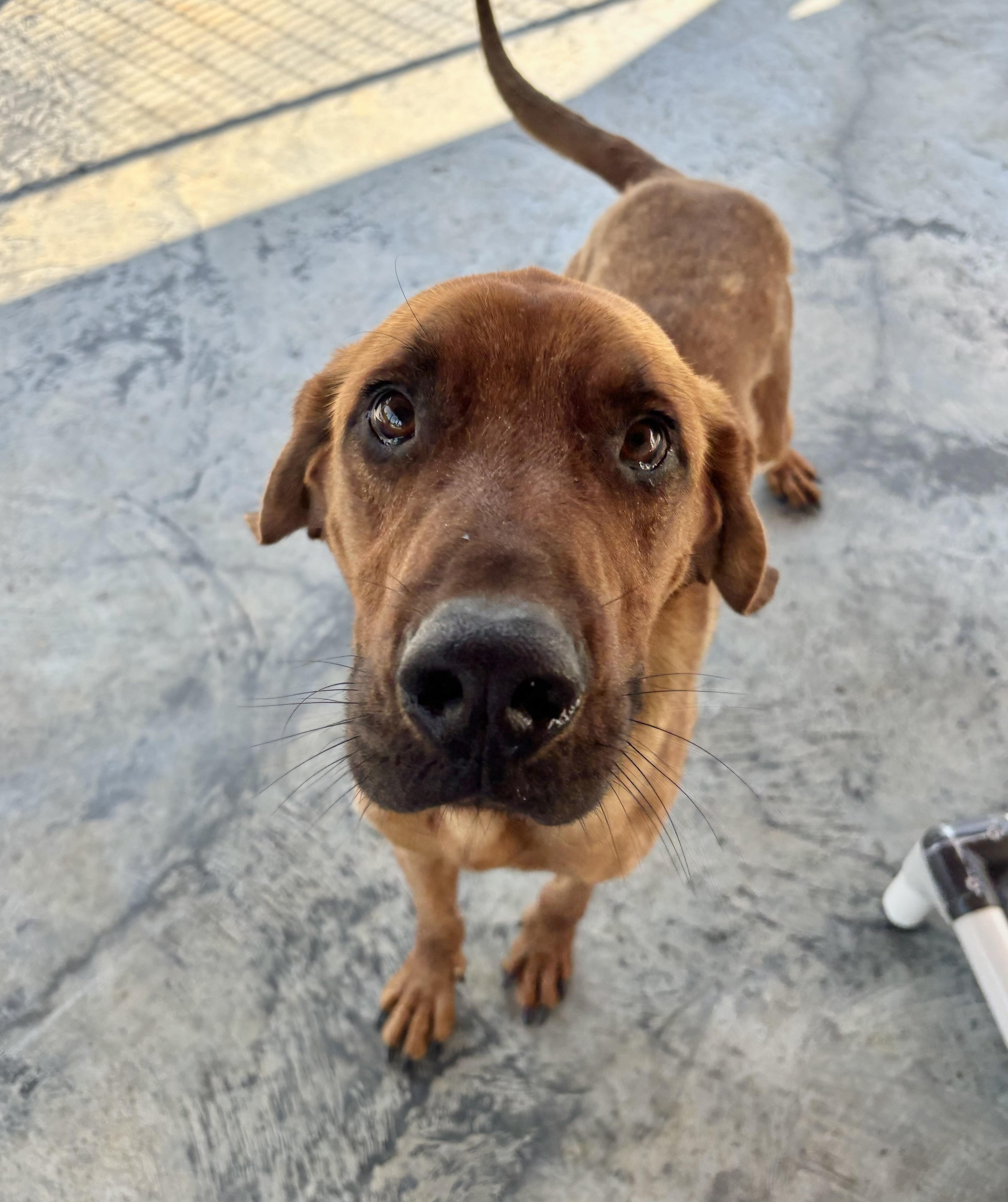 Dog for adoption - Hank, a Redbone Coonhound Mix in Edinburg, VA ...