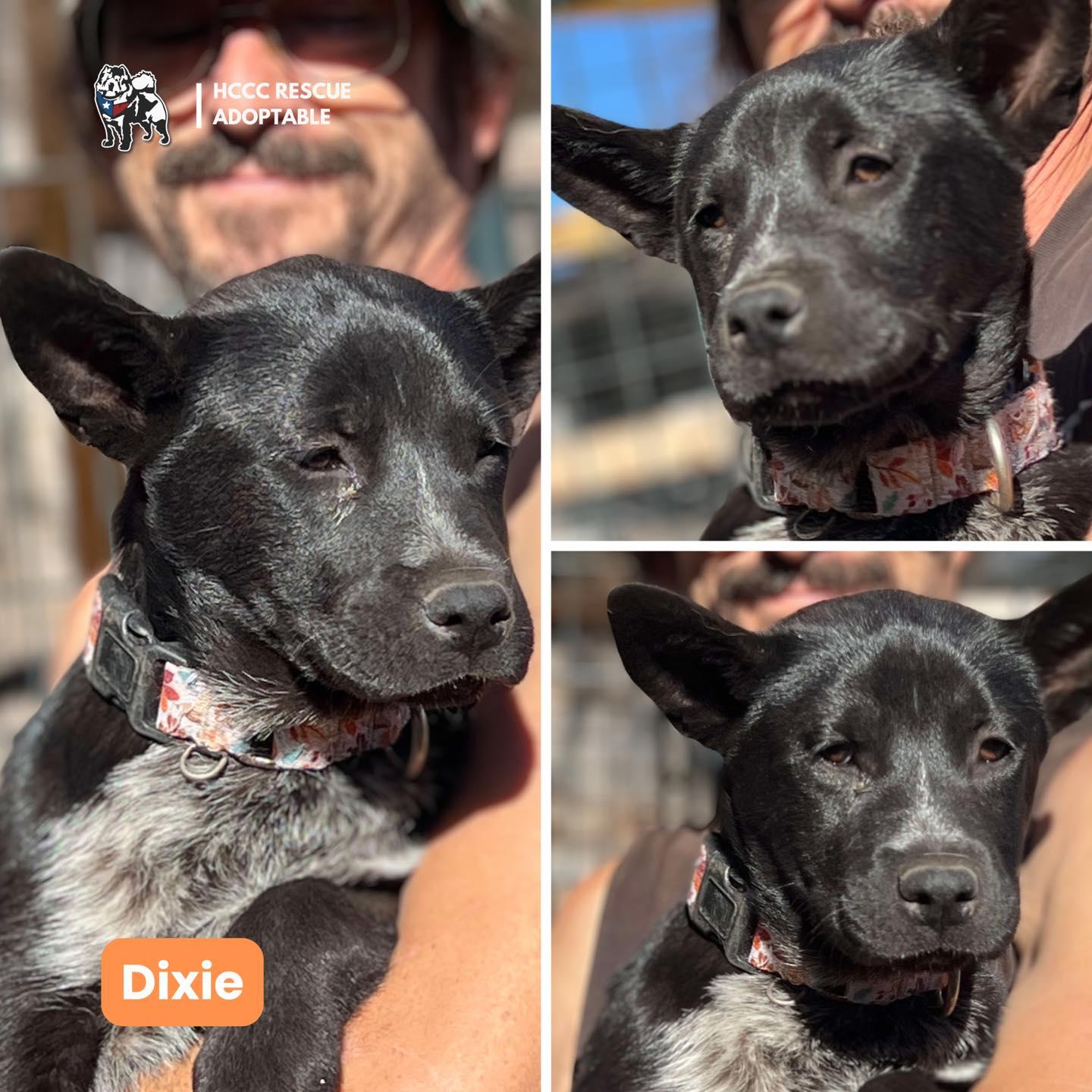 Dog for adoption - Dixie, a Chow Chow & Australian Cattle Dog / Blue ...
