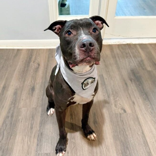 Dog for adoption - Stetson Loyal Family Boy, Loves Dogs!, a Pit Bull ...
