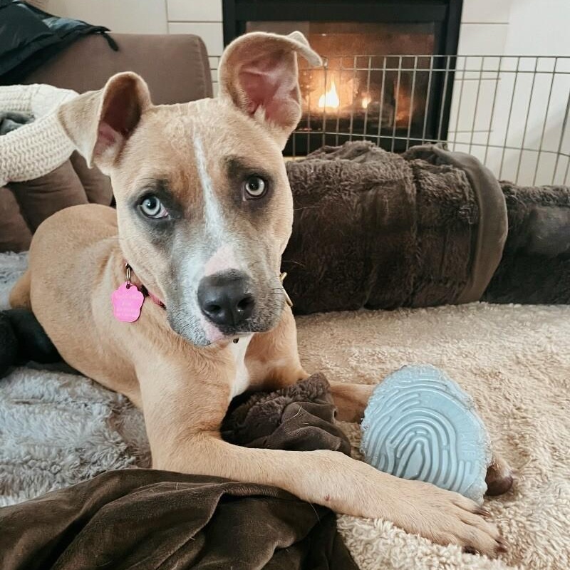 Dog for adoption - Holly Happy Lovebug, a Pit Bull Terrier Mix in Delta ...