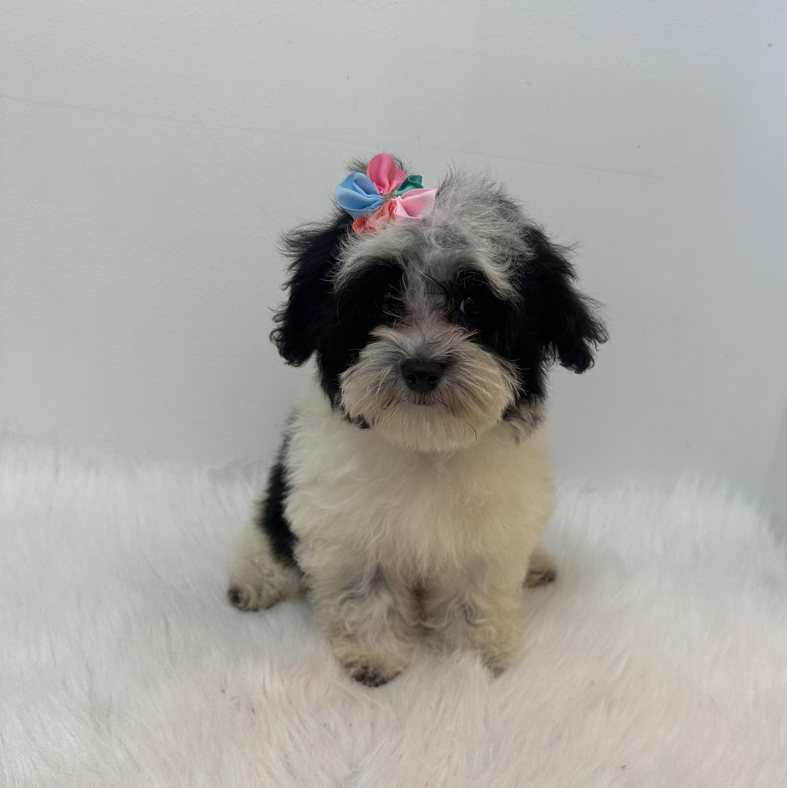 Dog for adoption - Lola, a Maltipoo in Wrightstown, NJ | Petfinder