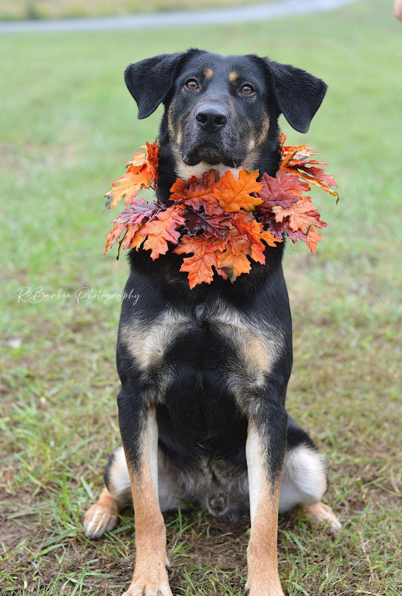 Dog for adoption - Drake, a German Shepherd Dog Mix in Kutztown, PA ...