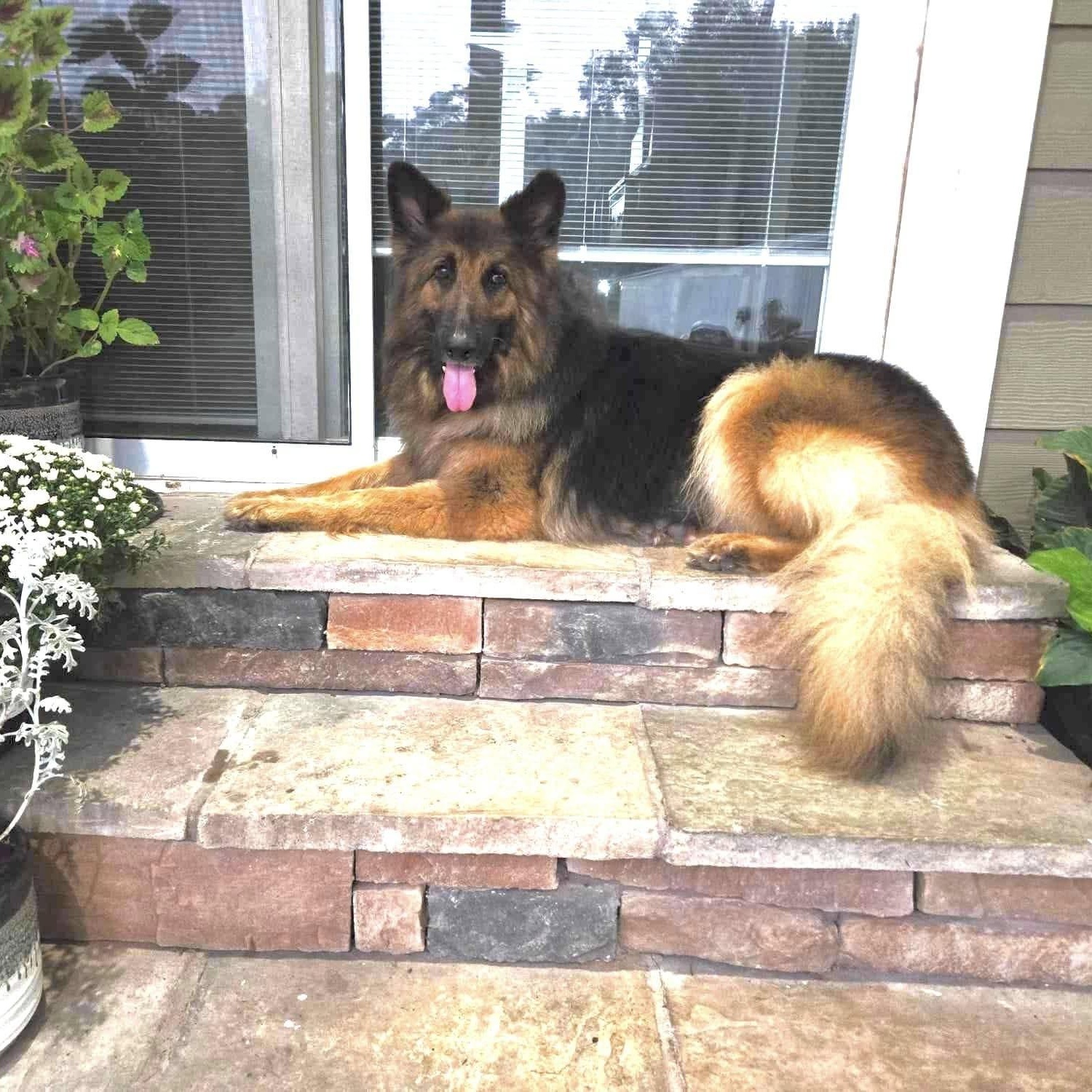 Dog for adoption - Janis, a German Shepherd Dog in Cameron, MO | Petfinder