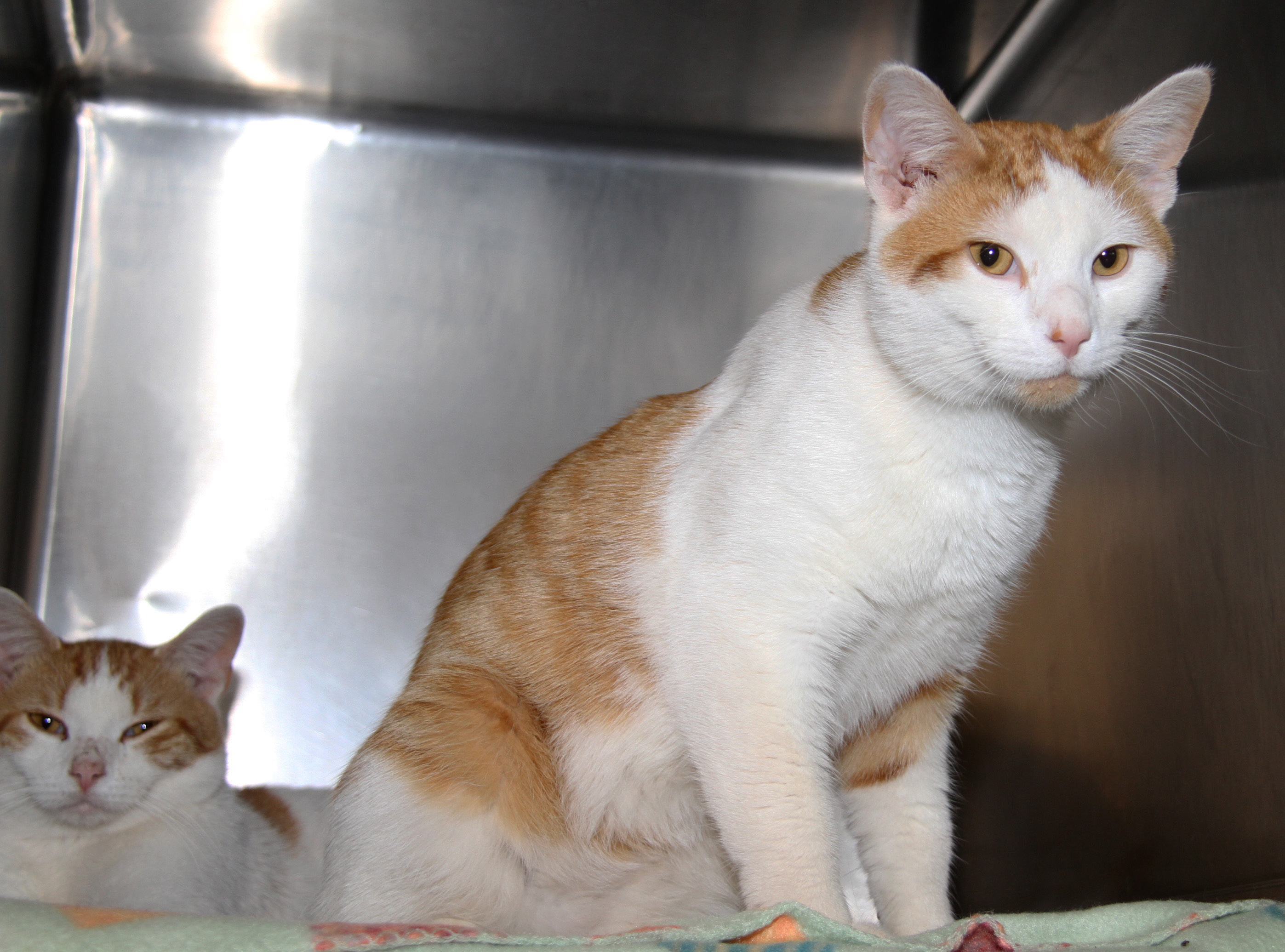 Cat for adoption - Java Monster (Bonded Pair w/Salted Caramel), a ...