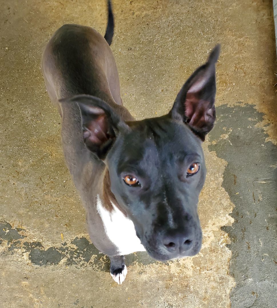 Dog for adoption - Minnie, a Pit Bull Terrier in Morrison, TN | Petfinder