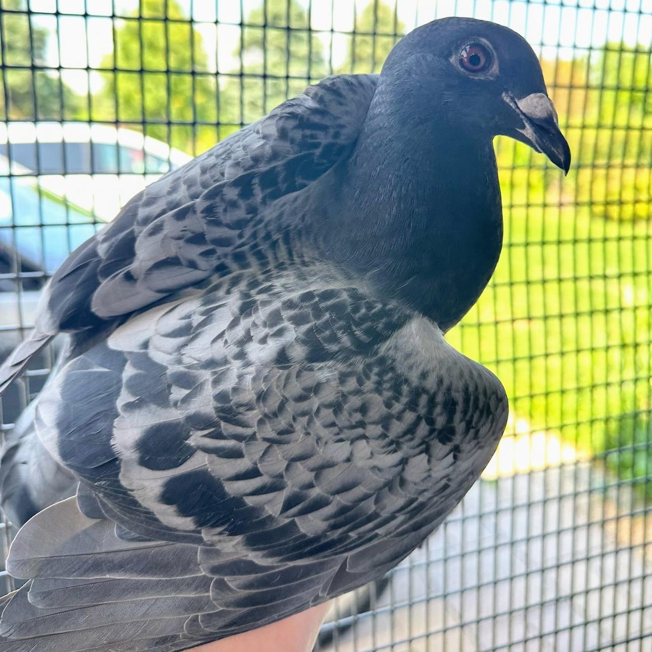 Dove for adoption - Catalpa, a Pigeon in Chicago, IL | Petfinder