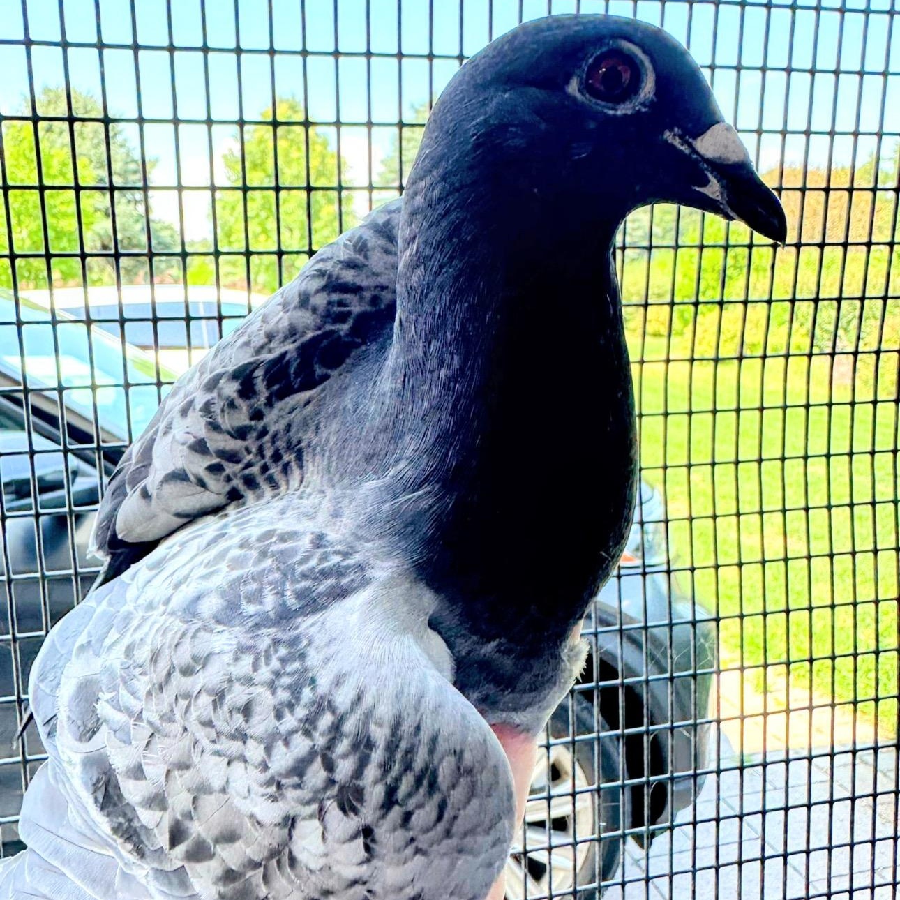 Dove for adoption - Catalpa, a Pigeon in Chicago, IL | Petfinder