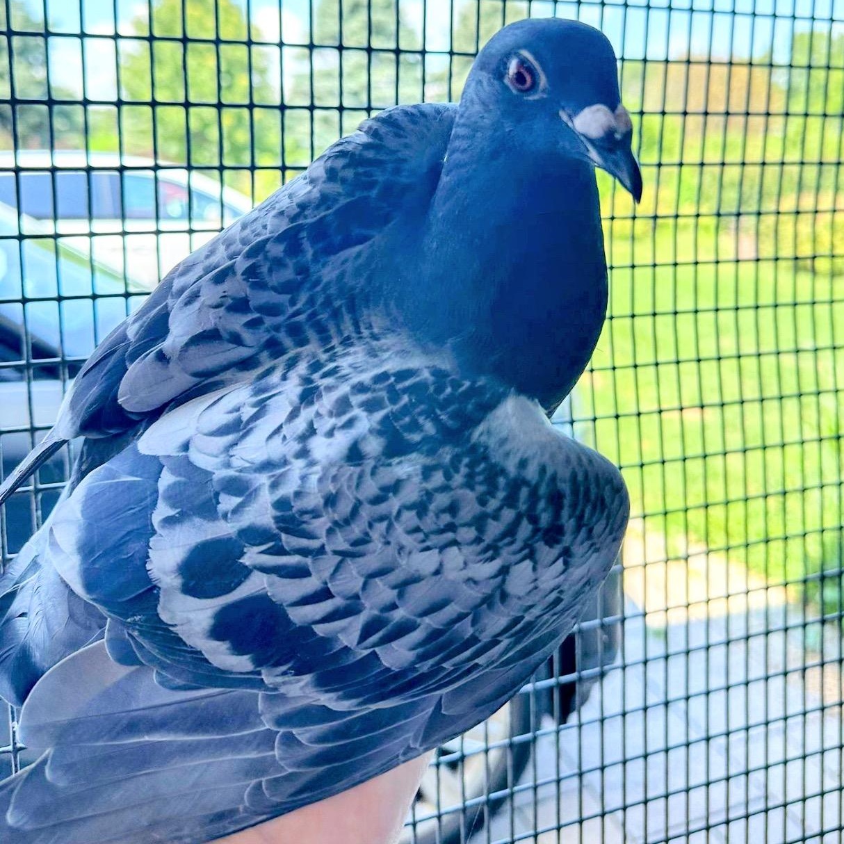 Dove for adoption - Catalpa, a Pigeon in Chicago, IL | Petfinder
