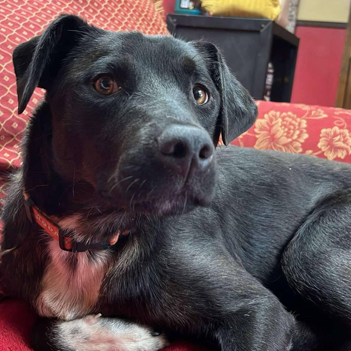 Dog for adoption - Rocky, a Black Labrador Retriever Mix in Smithfield ...