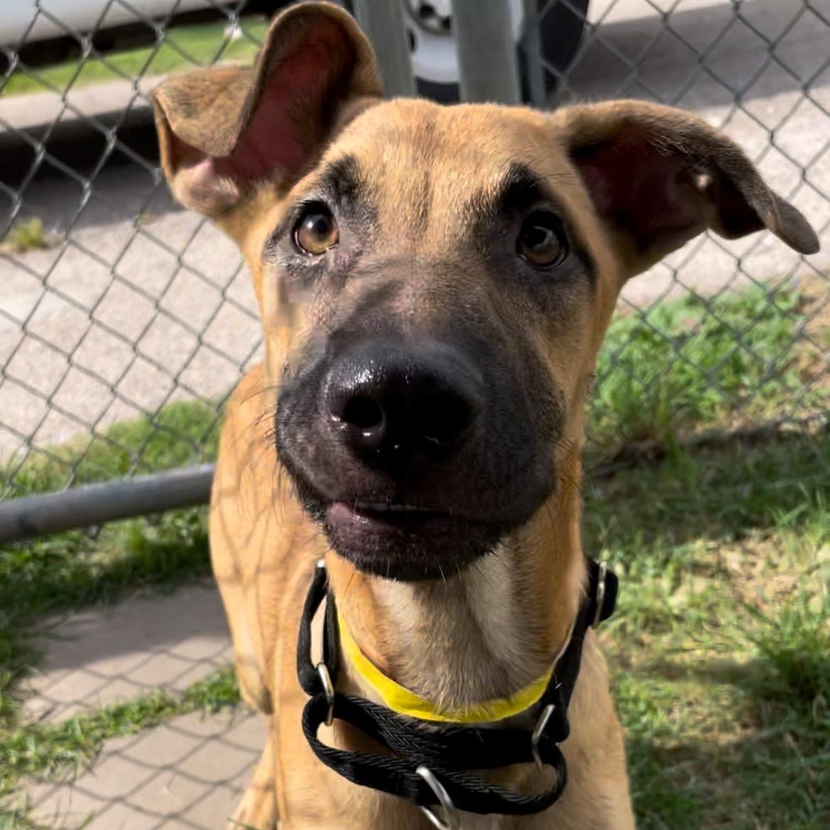 Dog for adoption - Zeus, a Black Mouth Cur Mix in Blaine, WA | Petfinder