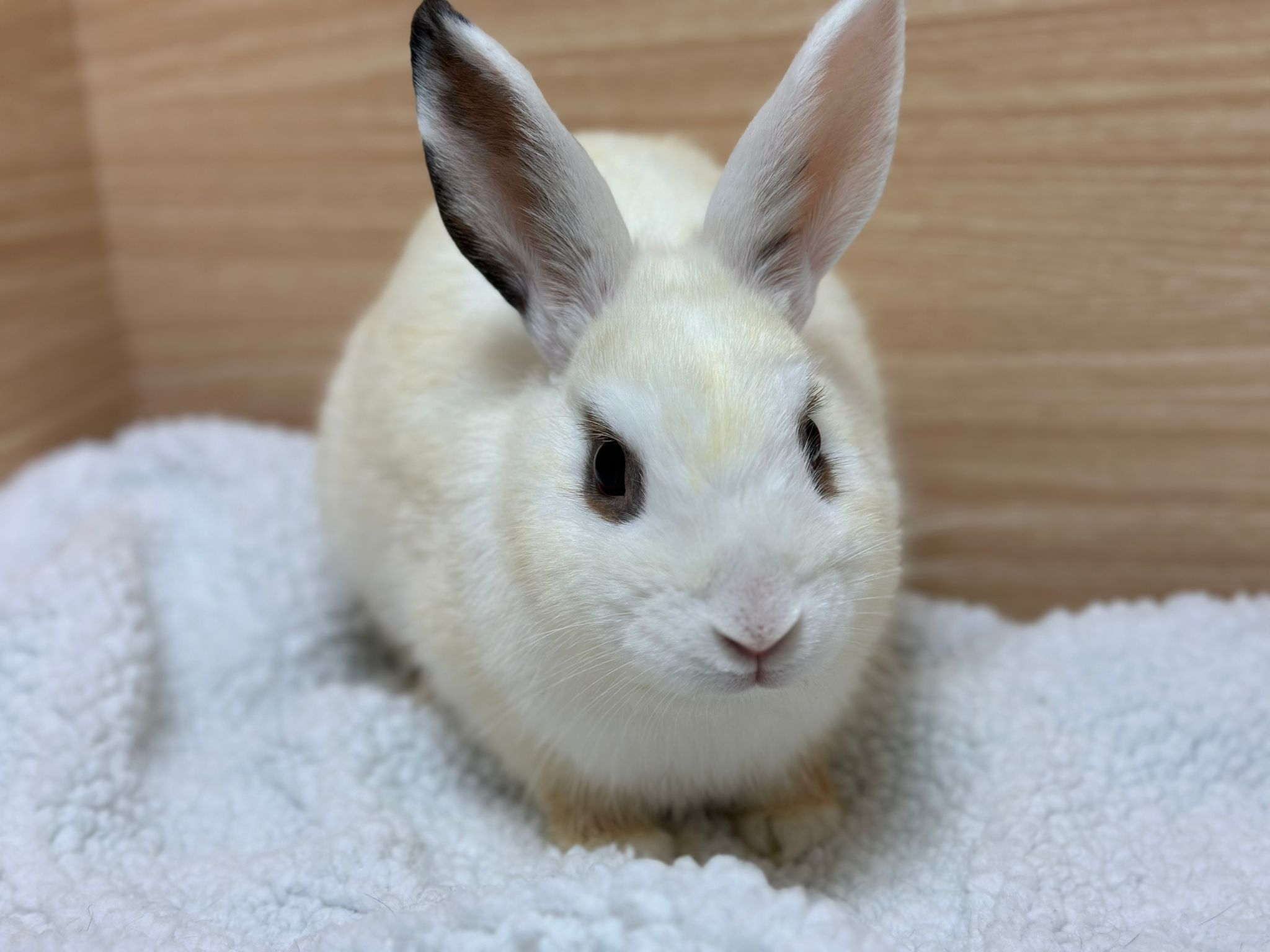 Rabbit for adoption - Peanut, a Bunny Rabbit in Fountain Valley, CA ...