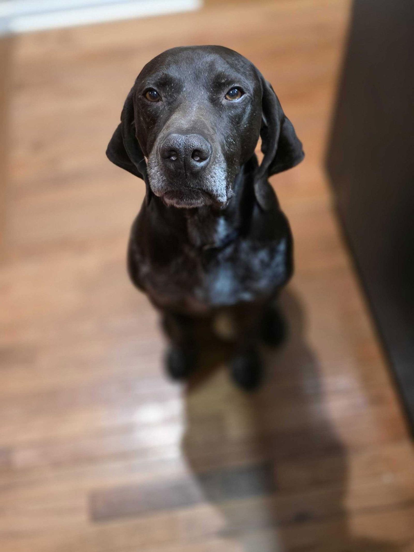 Fletcher - Adoptable Pet | Petfinder | Petfinder