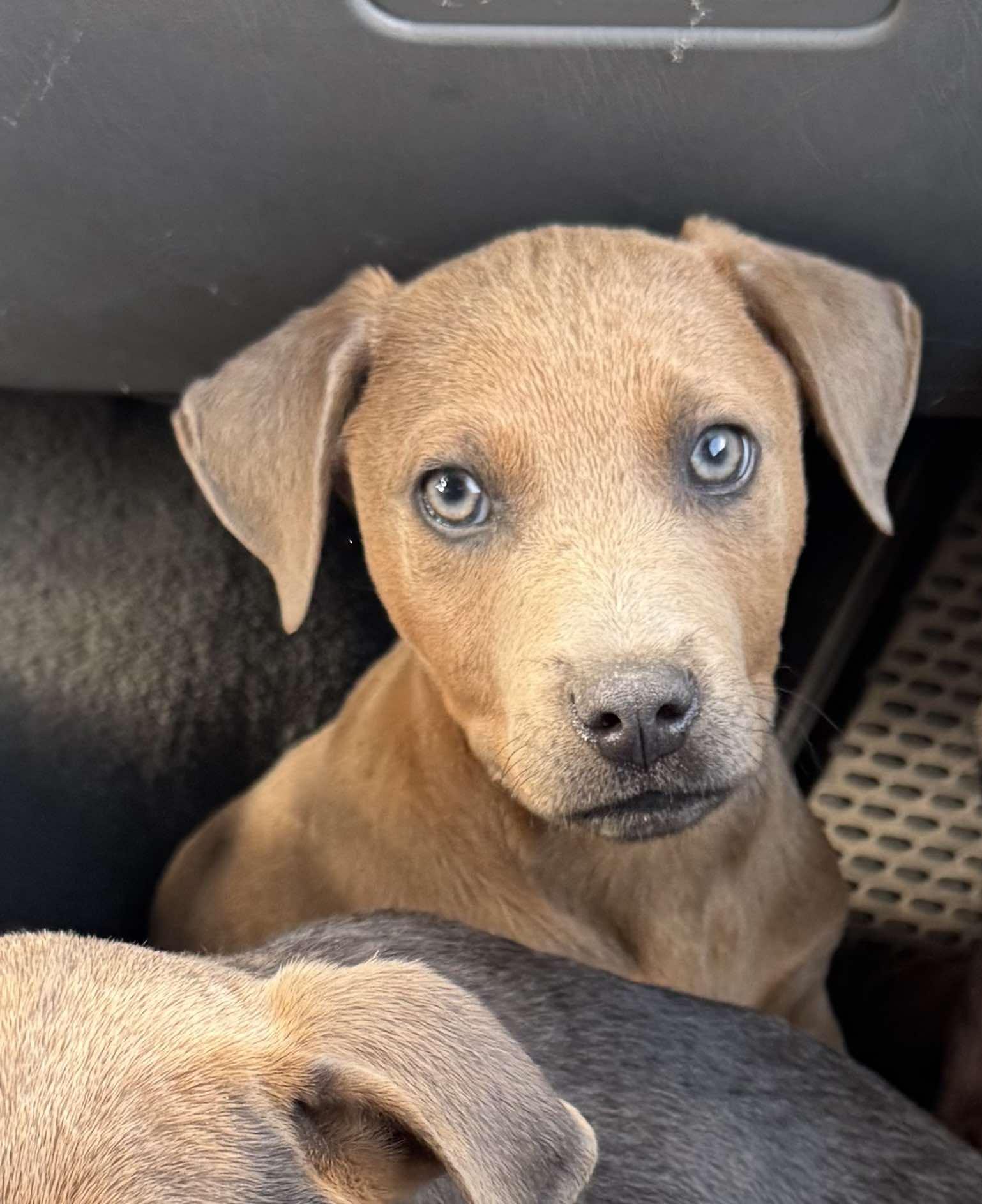 Dog for adoption - Diesel, a Blue Lacy & Labrador Retriever Mix in ...
