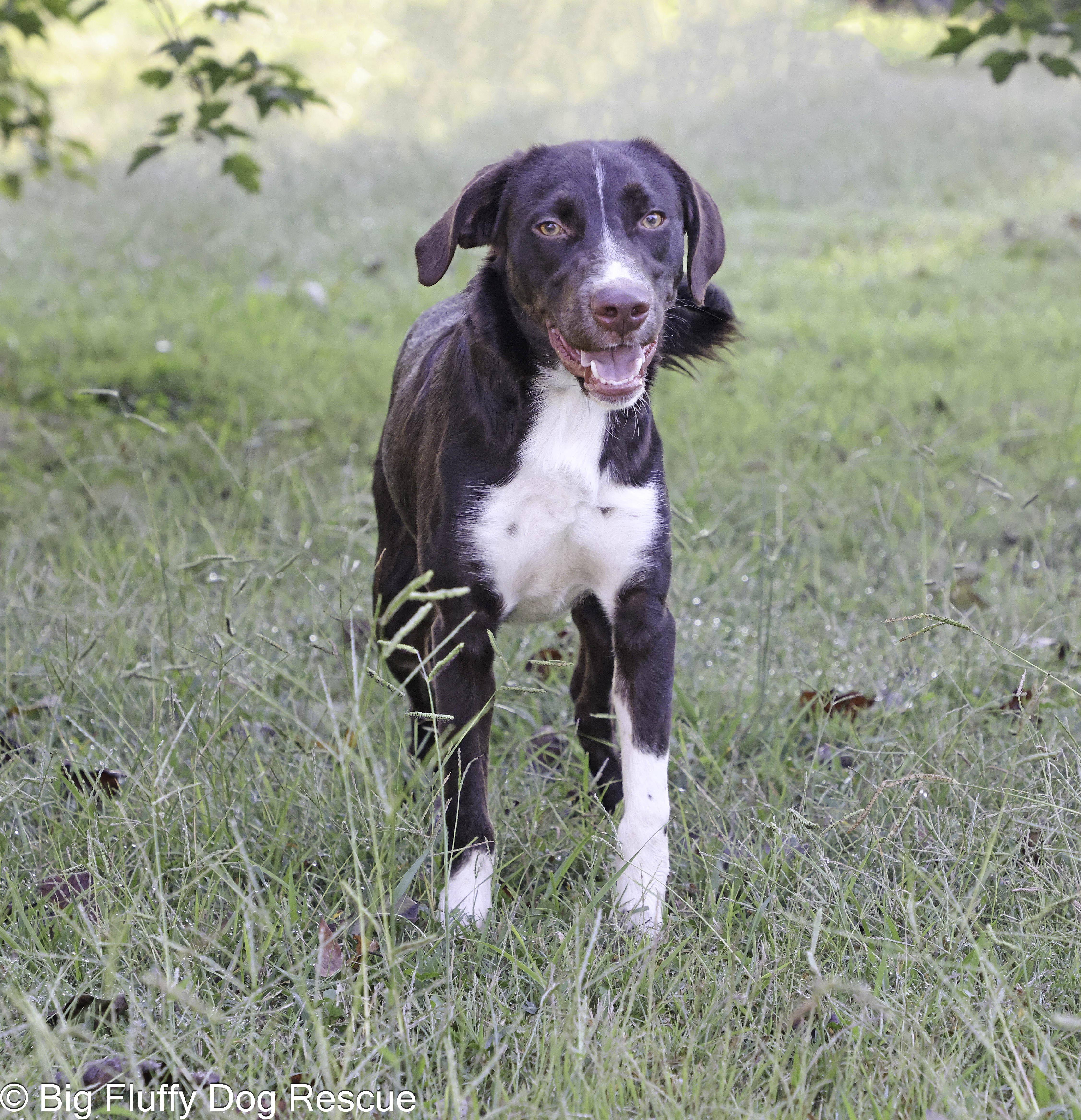 Dog for adoption - Aldo, a Chocolate Labrador Retriever Mix in ...