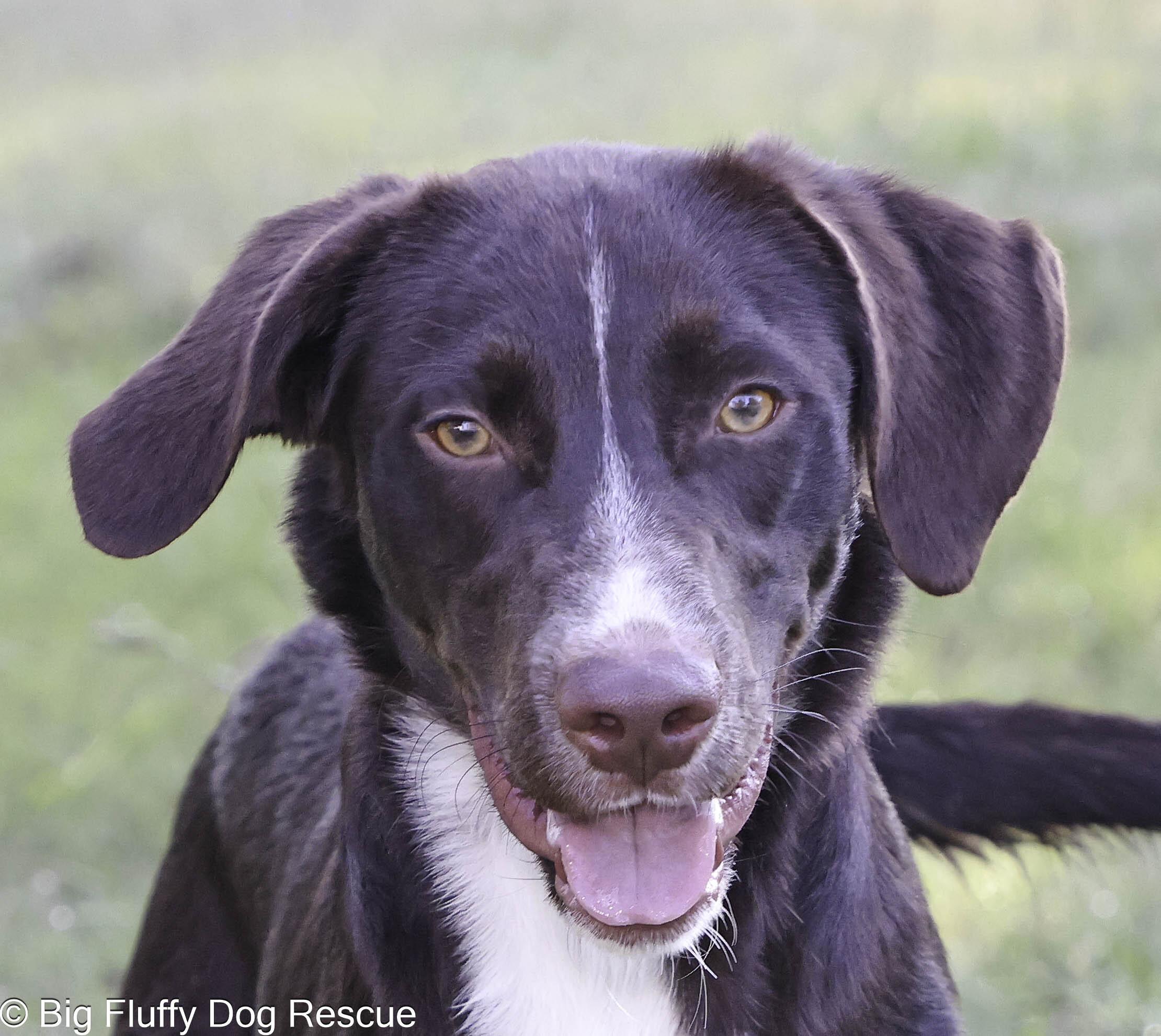 Dog for adoption - Aldo, a Chocolate Labrador Retriever Mix in ...