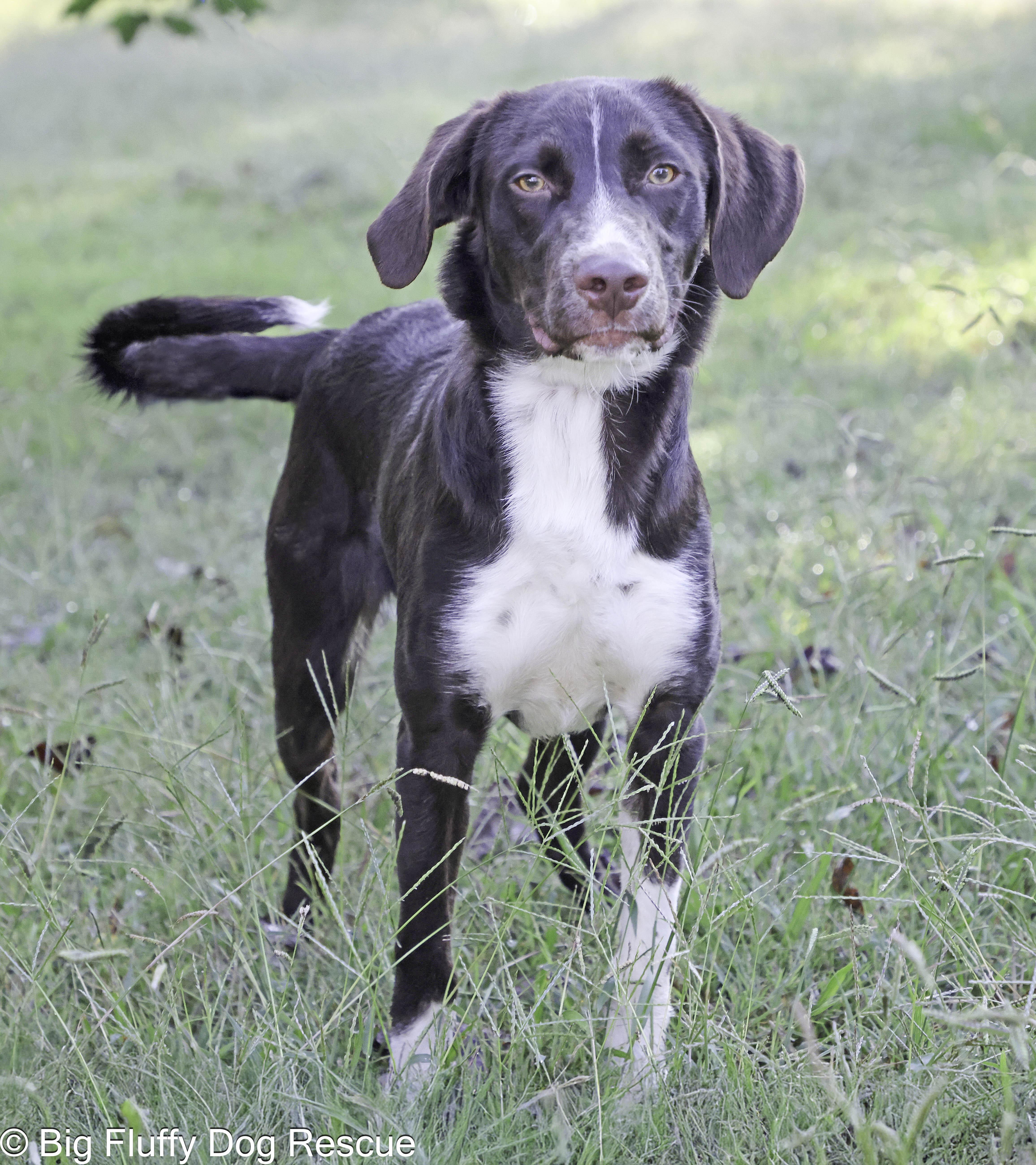 Dog for adoption - Aldo, a Chocolate Labrador Retriever Mix in ...
