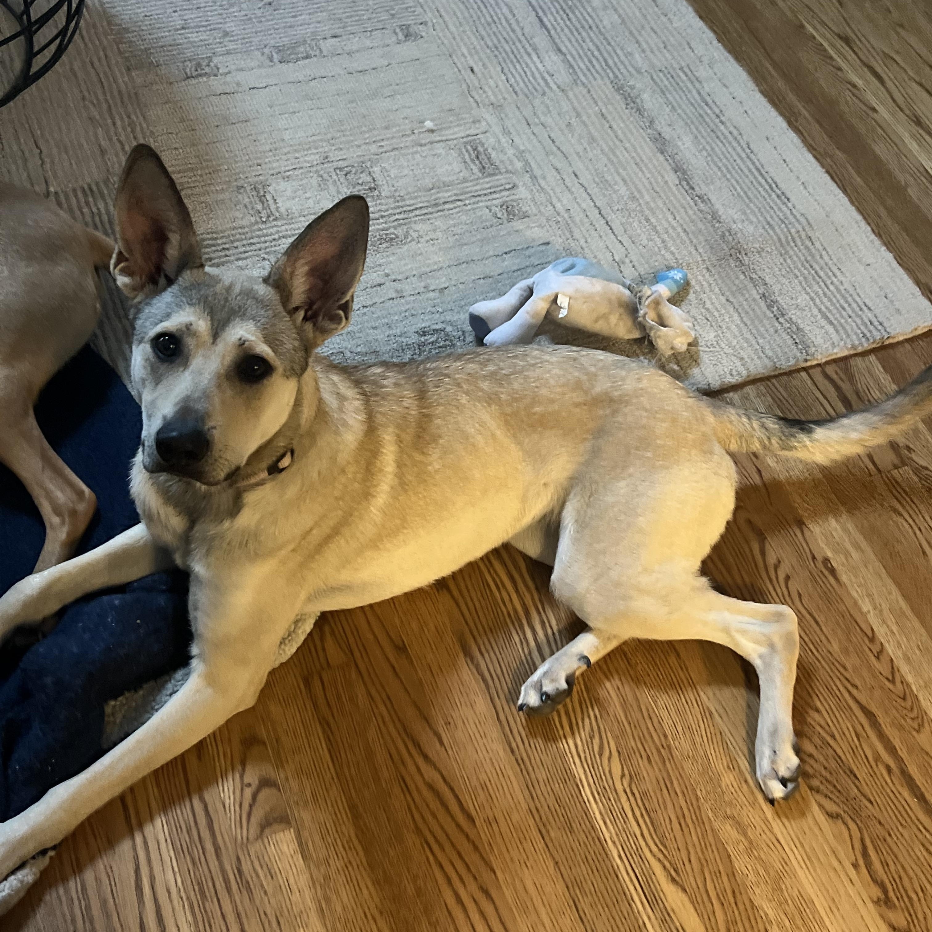 Dog for adoption - Juneau (Alaska litter) - now Luna, a German Shepherd ...