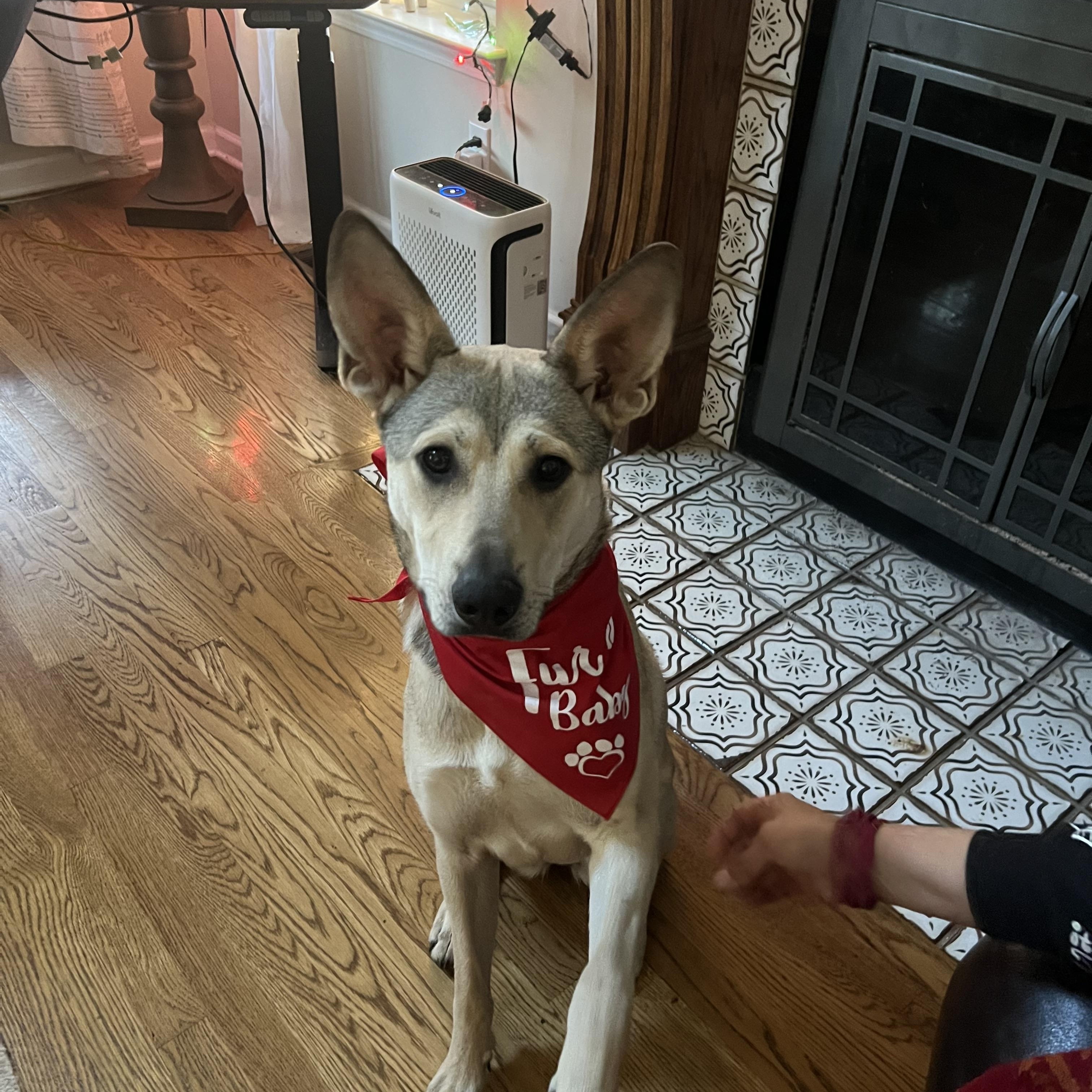 Dog for adoption - Juneau (Alaska litter) - now Luna, a German Shepherd ...
