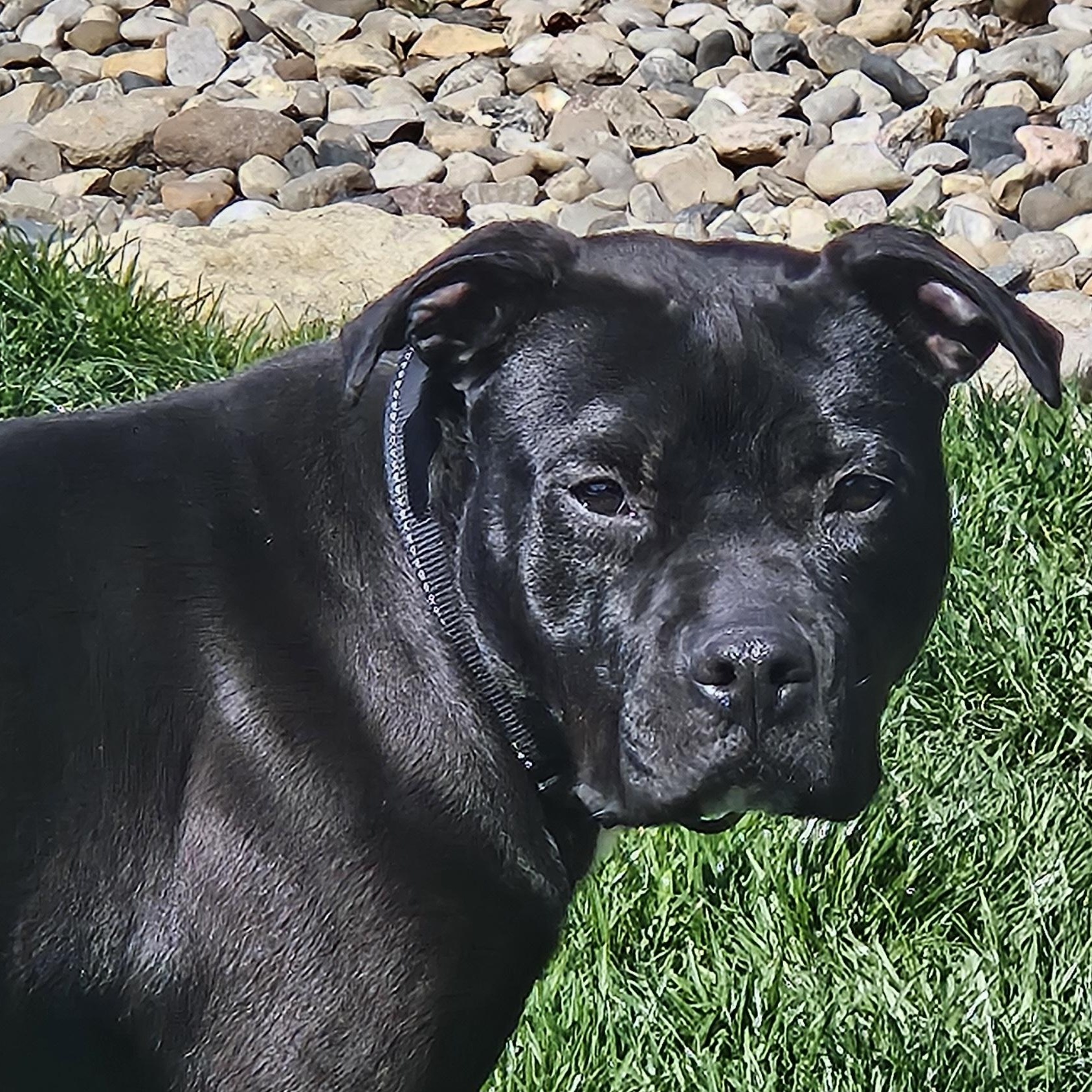 Dog for adoption - Jelly Bean, a Pit Bull Terrier in Peotone, IL ...
