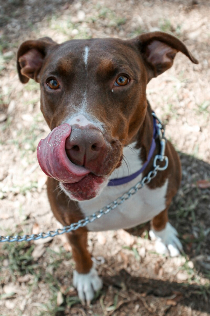 Dog for adoption - Betsy Boo, a Pit Bull Terrier & Labrador Retriever ...