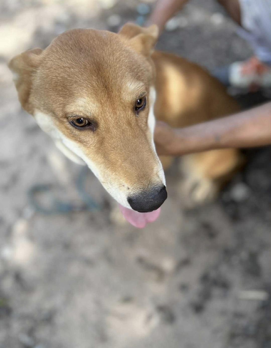 Dog for adoption - Stewie - 9 month old rare Purebred Handsomehound ...