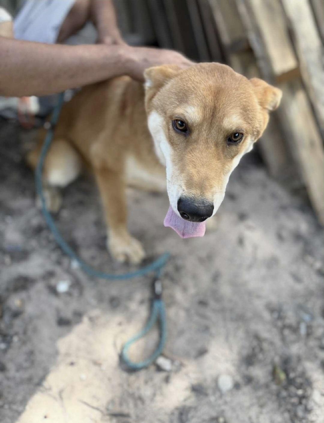 Dog for adoption - Stewie - 9 month old rare Purebred Handsomehound ...