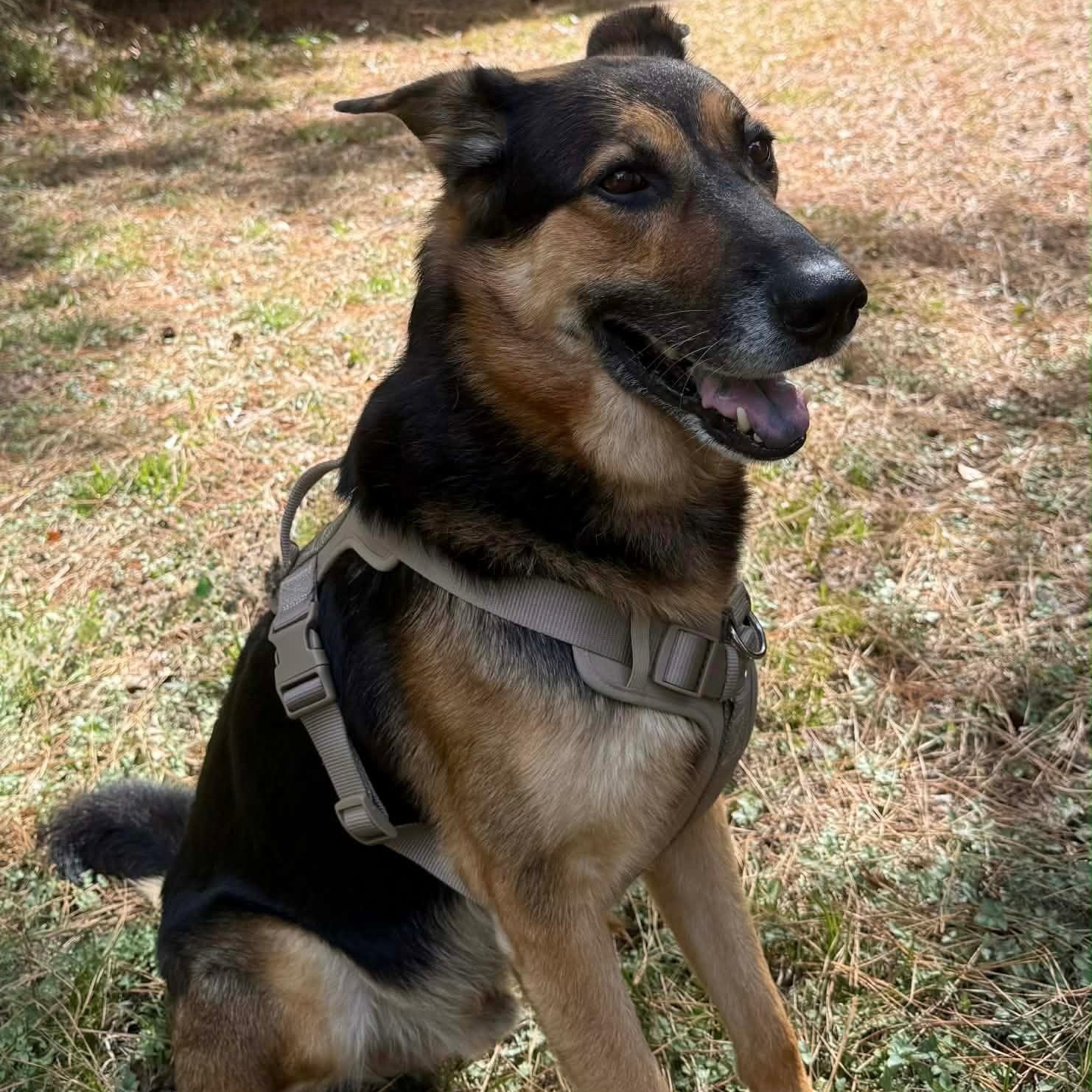 Dog for adoption - BEAR GS, a German Shepherd Dog in Bloomington, MN ...