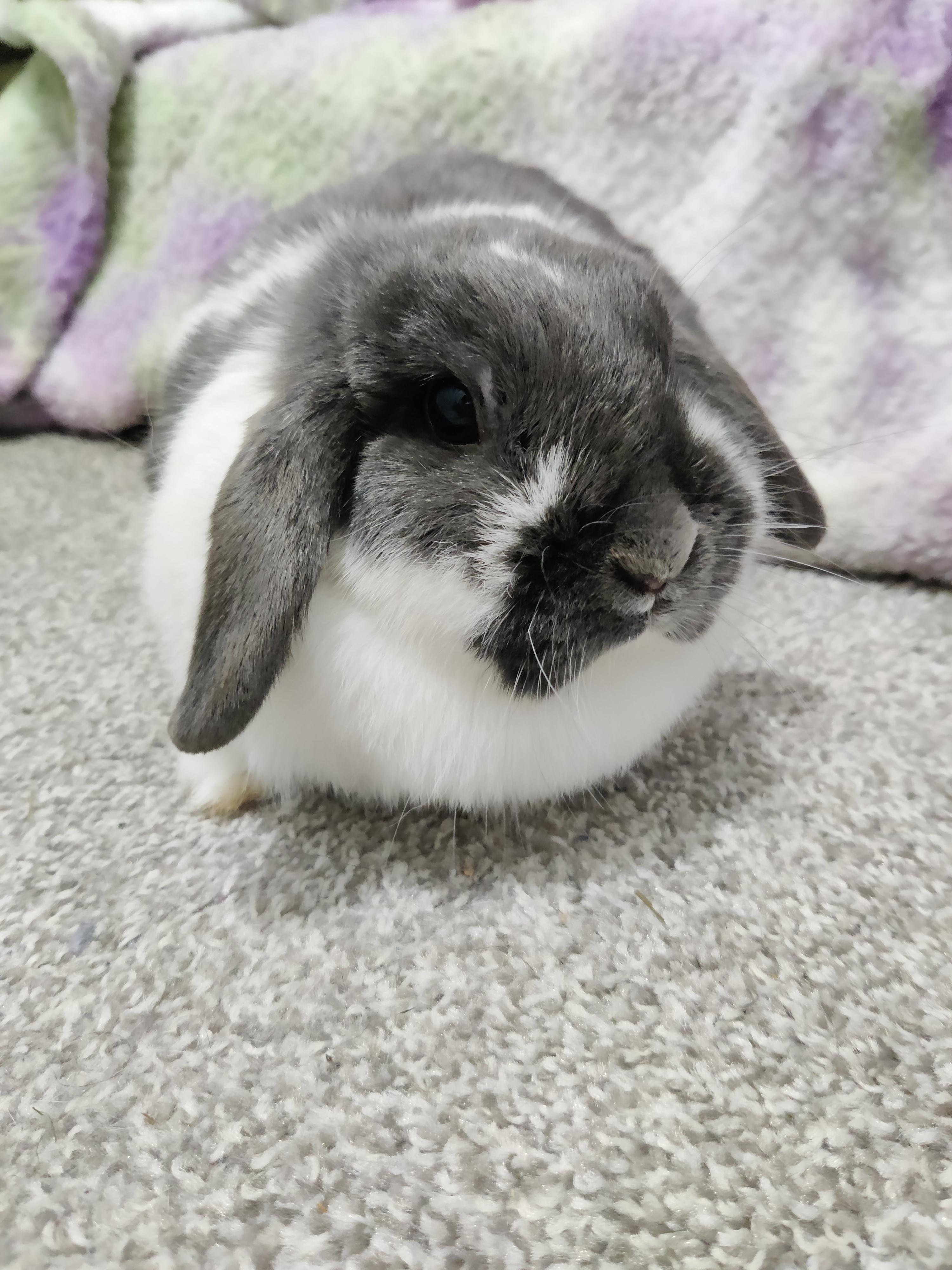 Rabbit for adoption - Gemma, a Lop Eared in Windsor, ON | Petfinder
