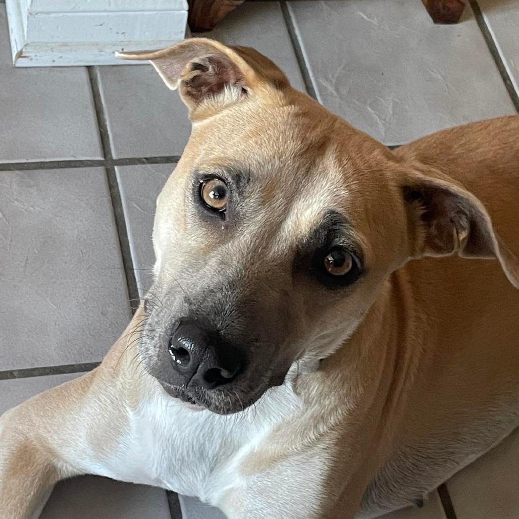 Dog for adoption - Daisy, a Black Mouth Cur in Edmonds, WA | Petfinder