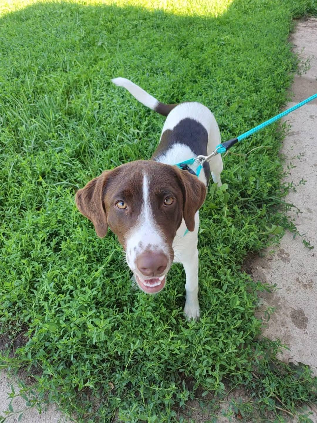 Dog for adoption - Vogue, a Pointer in Sawyer, ND | Petfinder