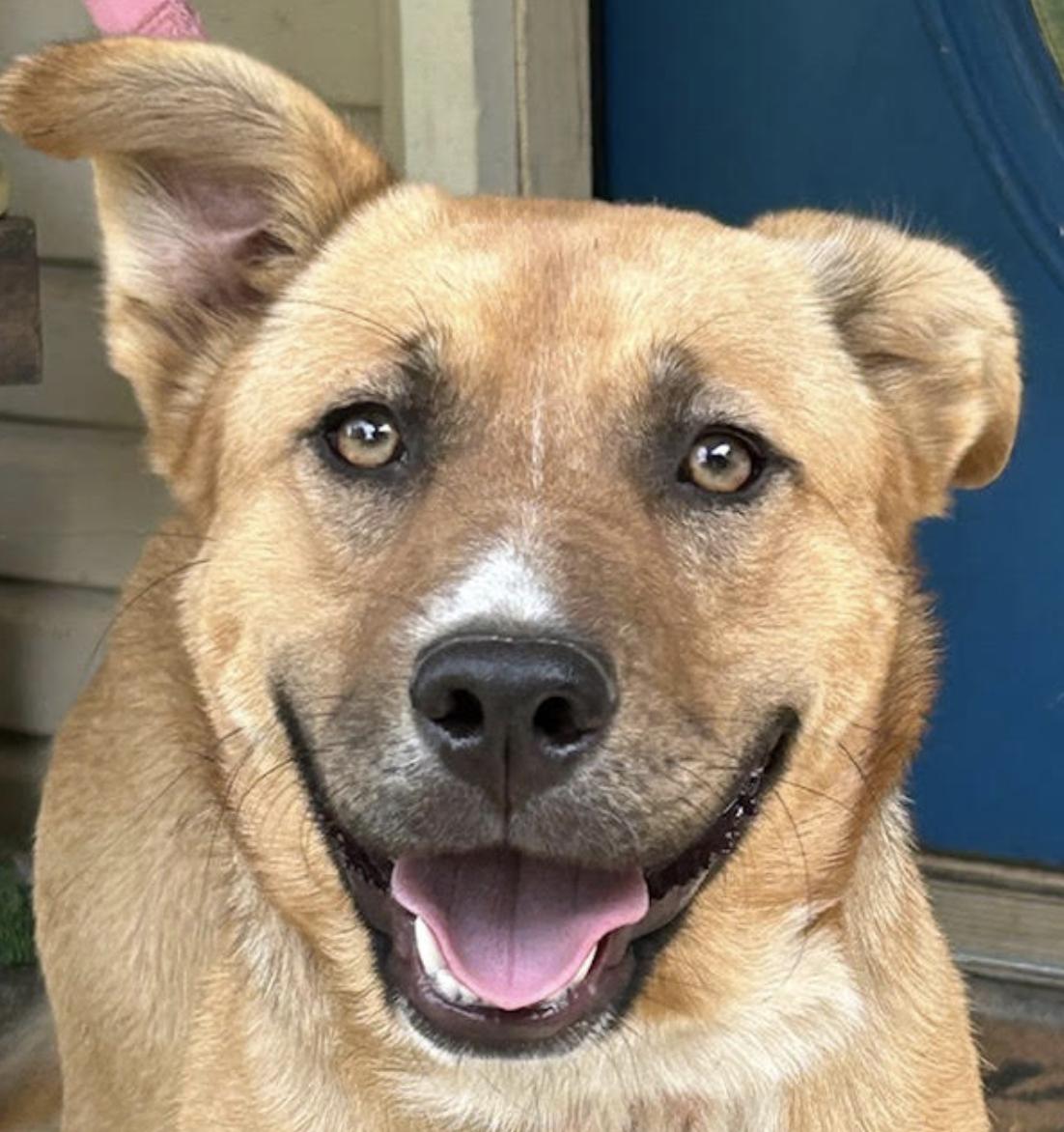 Dog for adoption - Ruby, a Shepherd Mix in Woburn, MA | Petfinder