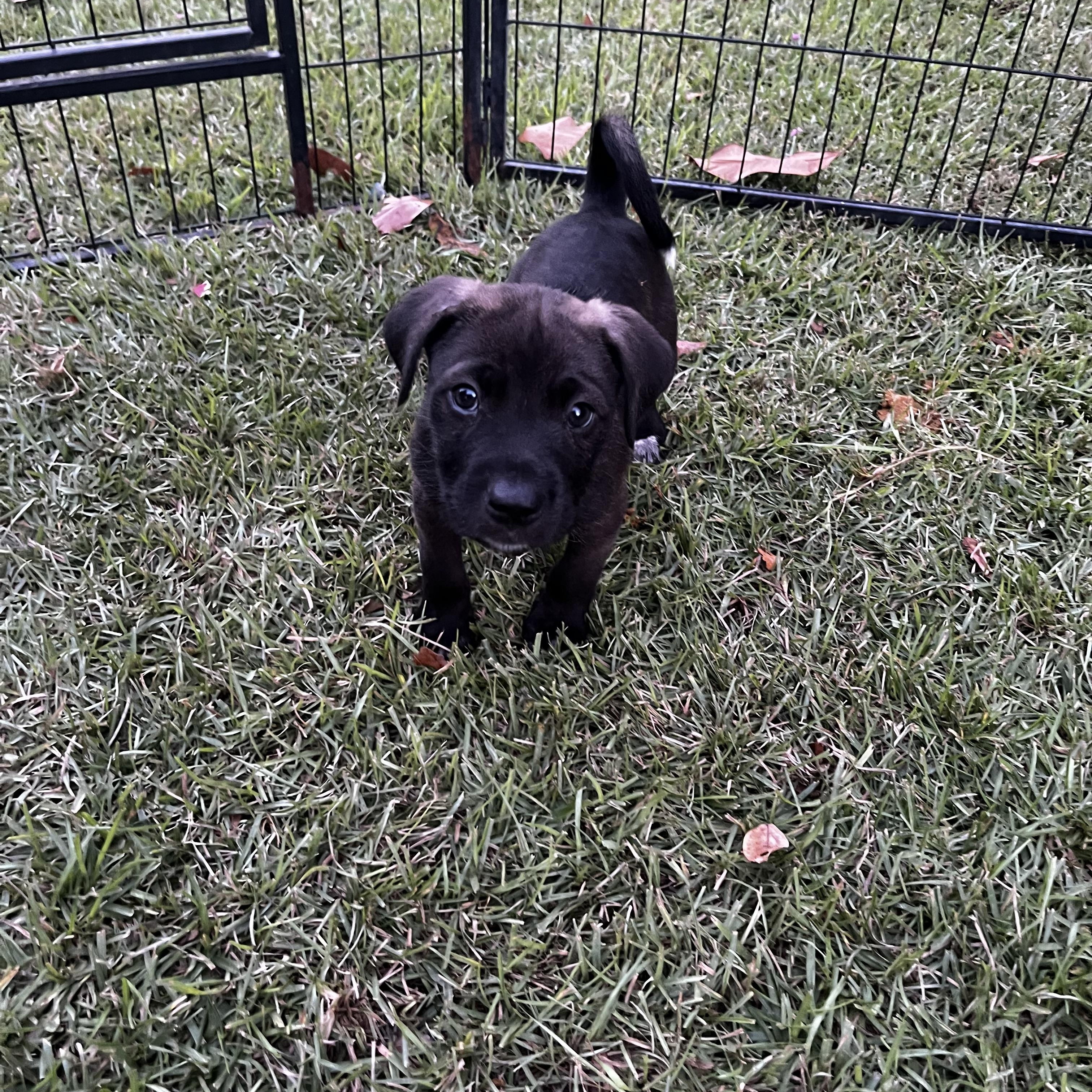 Dog for adoption - Mr. Handsome, a Black Labrador Retriever & Poodle ...