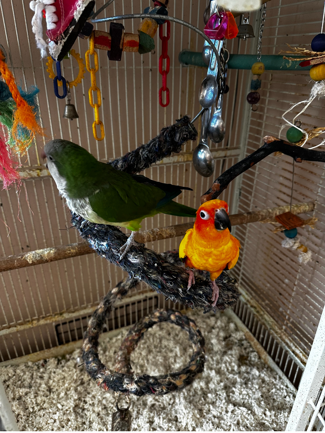 Parrot for adoption - Mango and Mancho, a Conure in North Babylon, NY ...