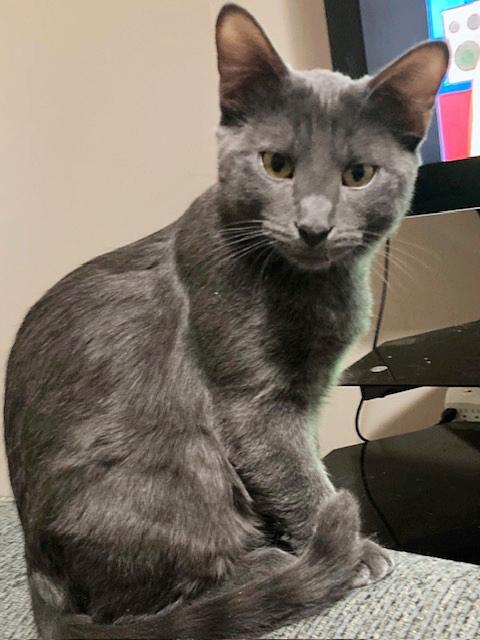 Cat for adoption - Naji, a Domestic Short Hair Mix in Council Bluffs ...