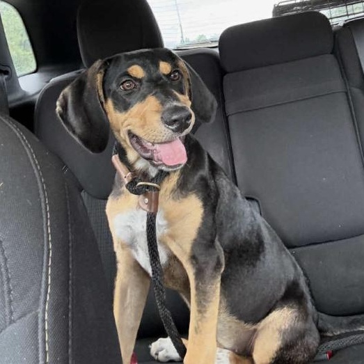 Dakin Animal Shelter in Leverett, MA