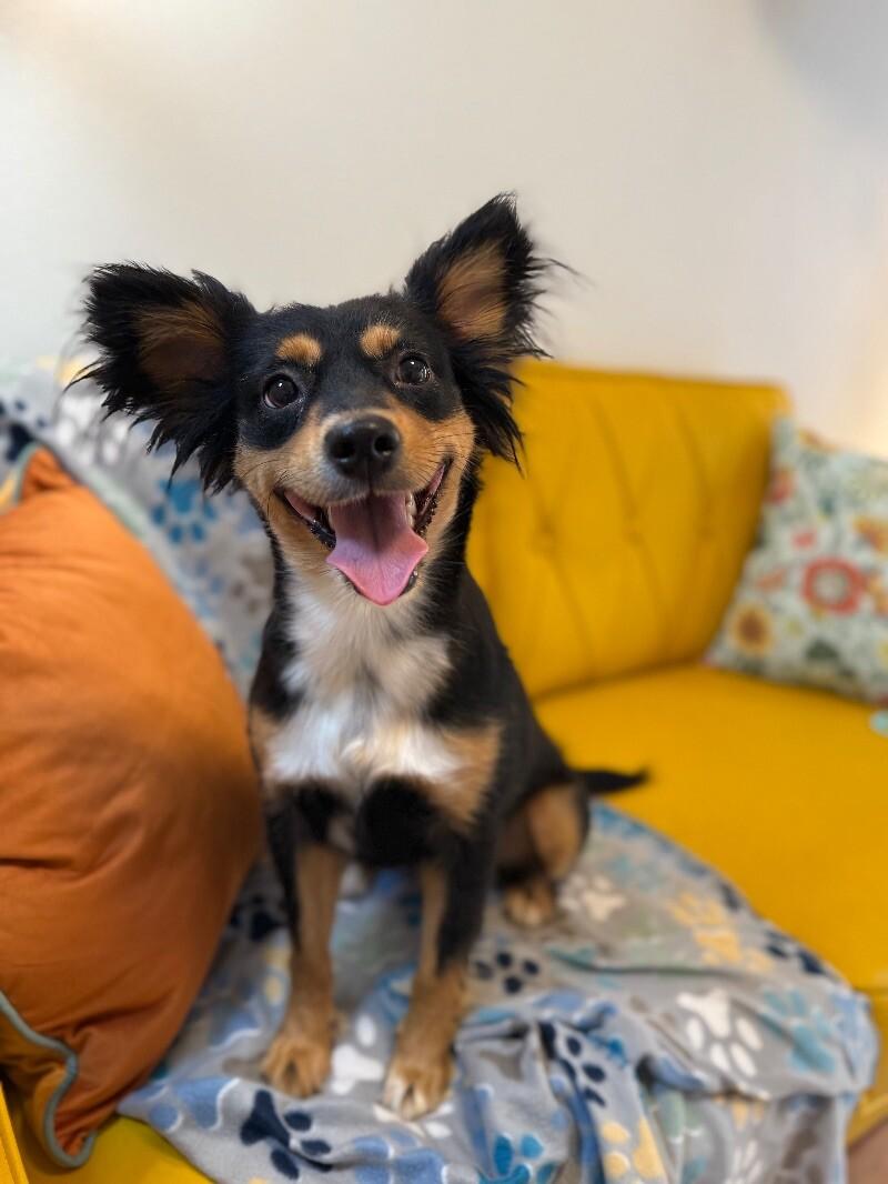 Dog for adoption - Lucy Daniel, a Chihuahua & German Shepherd Dog Mix ...