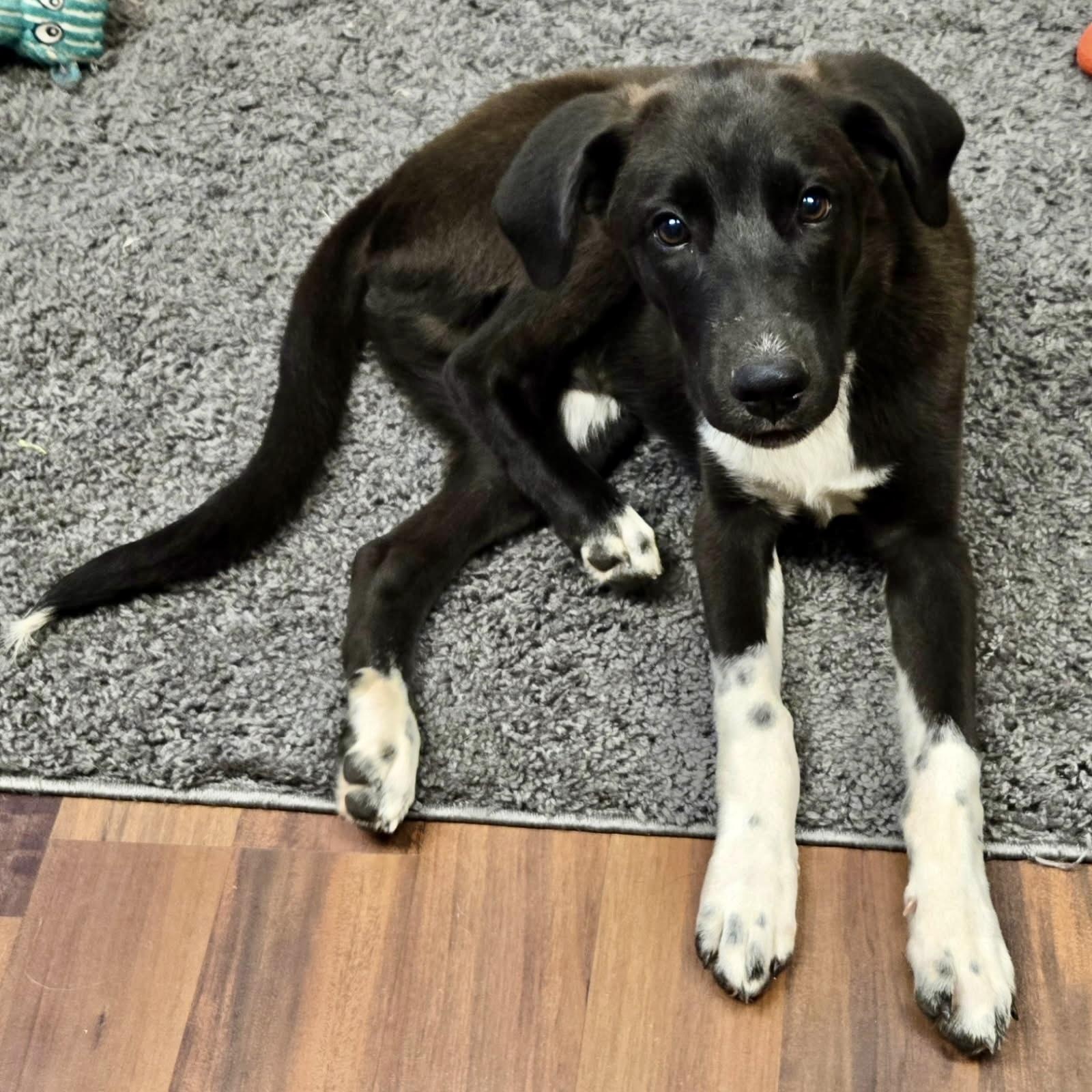 Dog for adoption - Trace, a Black Labrador Retriever & Cattle Dog Mix ...