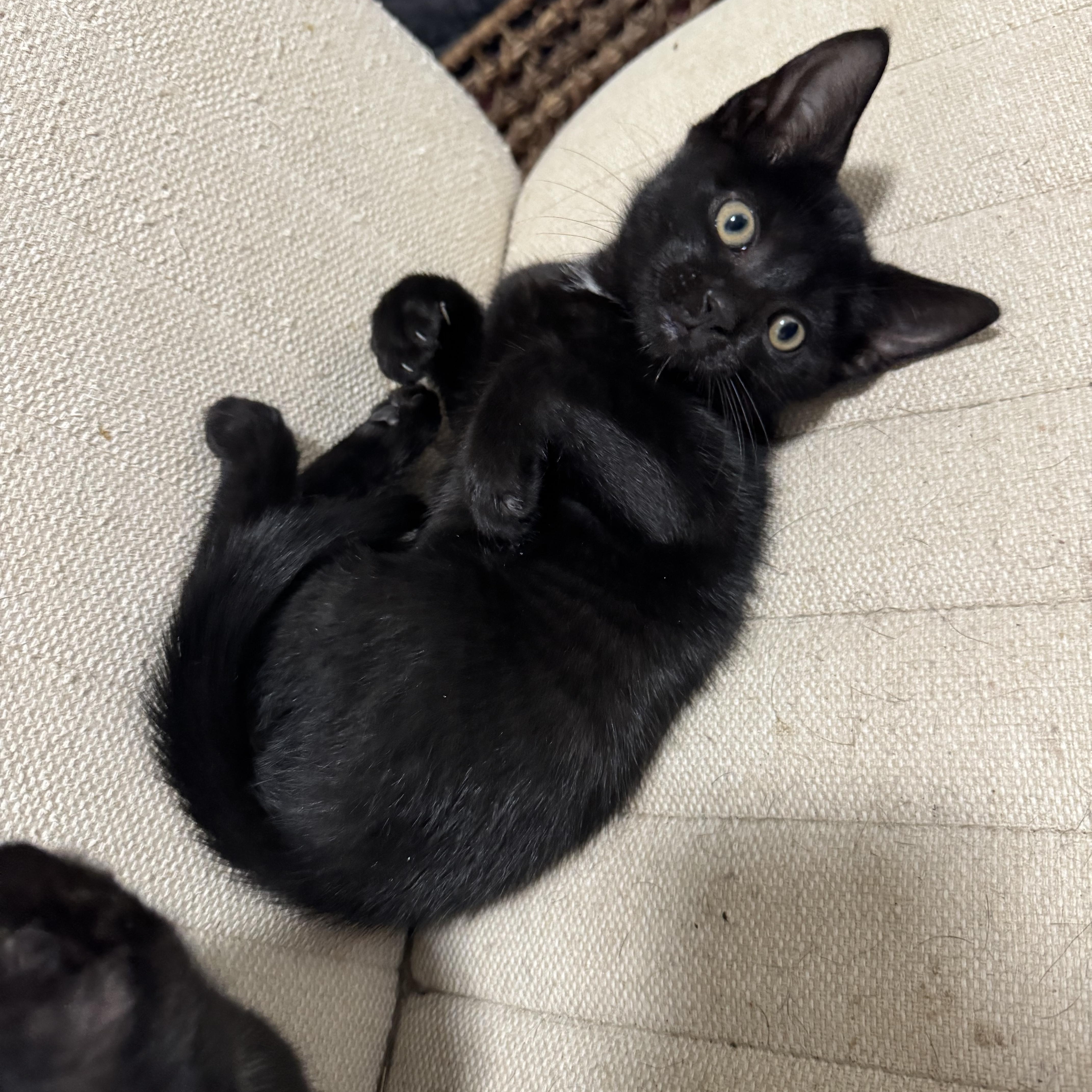 Cat for adoption - Leo, a Domestic Short Hair in Campbellsville, KY ...