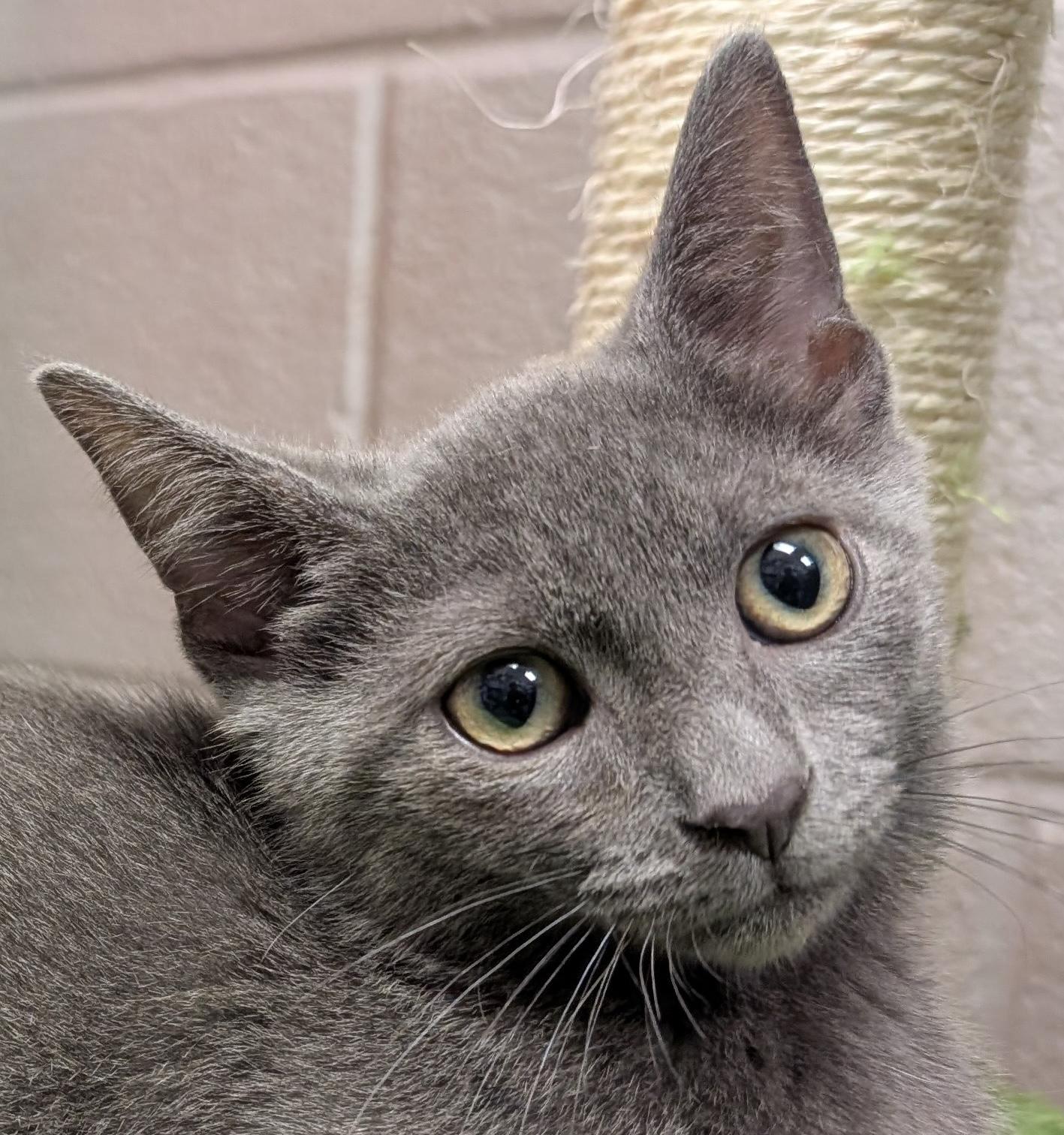 Available Cats and Kittens - Johnston County Animal Protection League ...