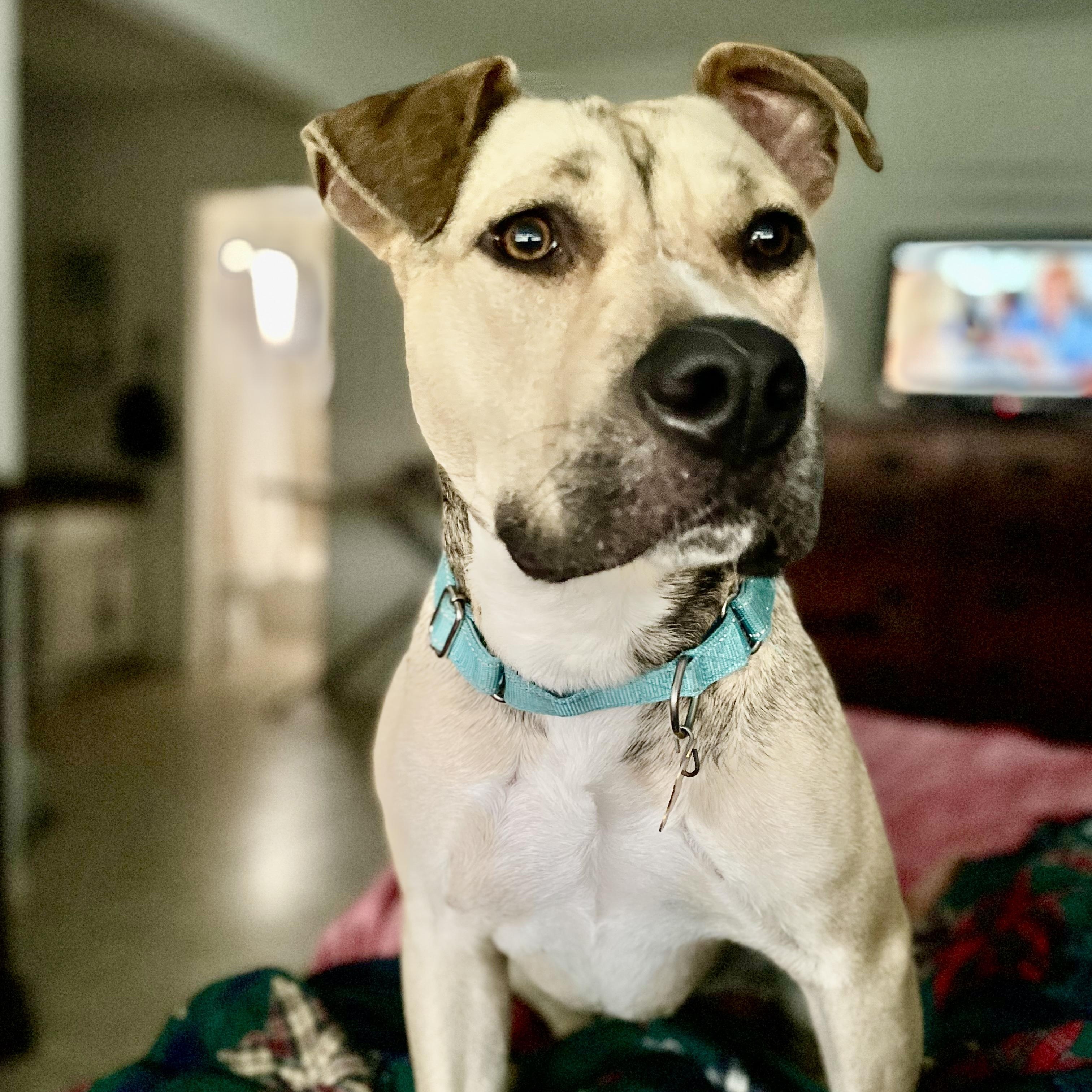 Dog for adoption - Mack, a Shepherd Mix in Raleigh, NC | Petfinder