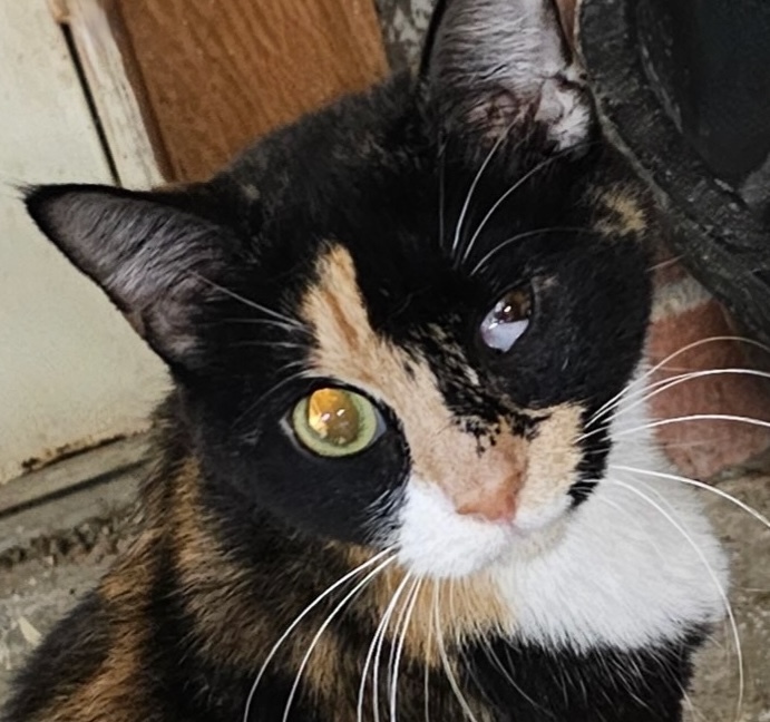 Available Cats and Kittens - Johnston County Animal Protection League ...