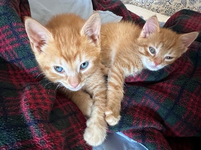 Cat for adoption - GINGER GATINEAU FAMILY - Momma ZINNIA + kittens ...