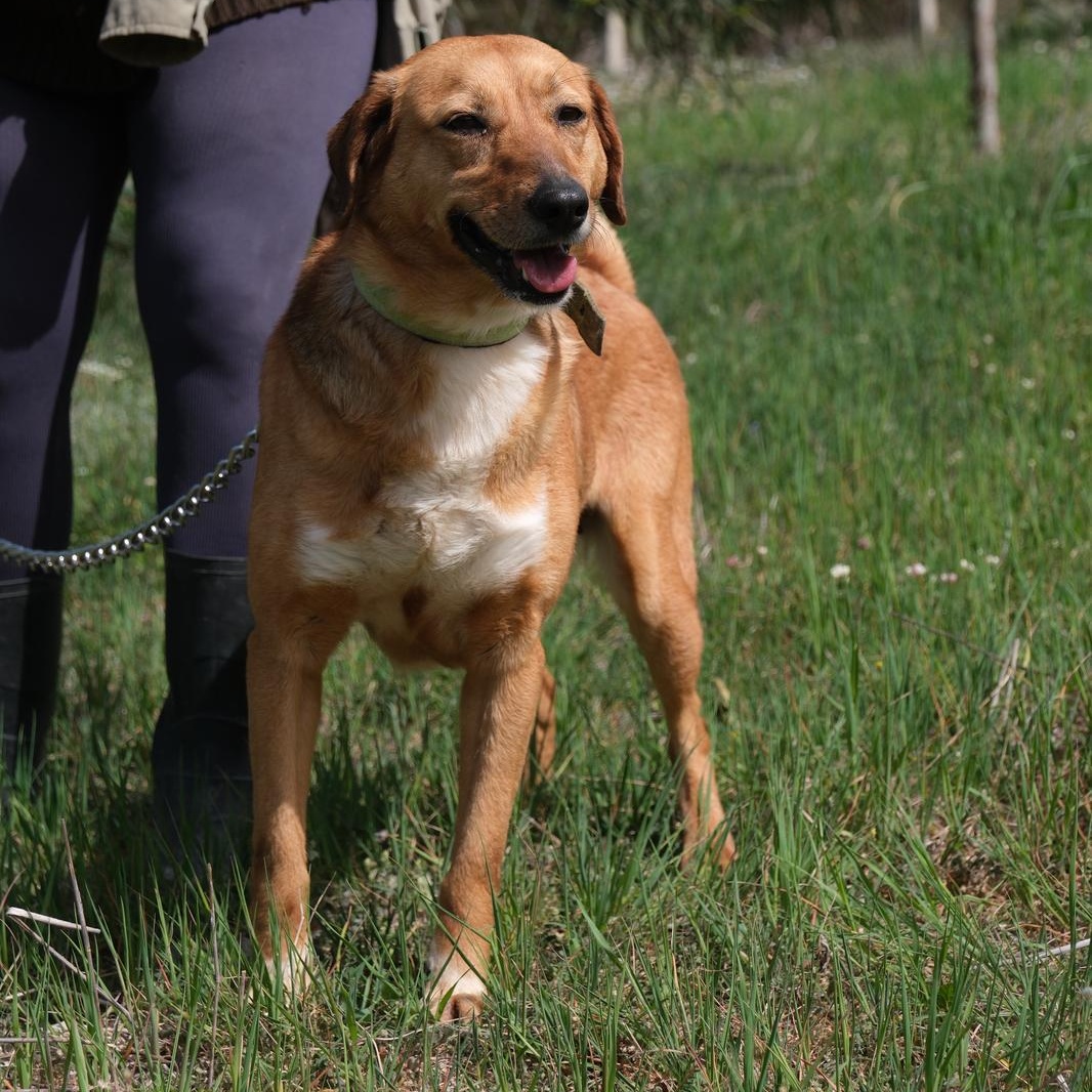 Dog for adoption - Ms. Lovely Cherish, a German Pinscher & Labrador ...