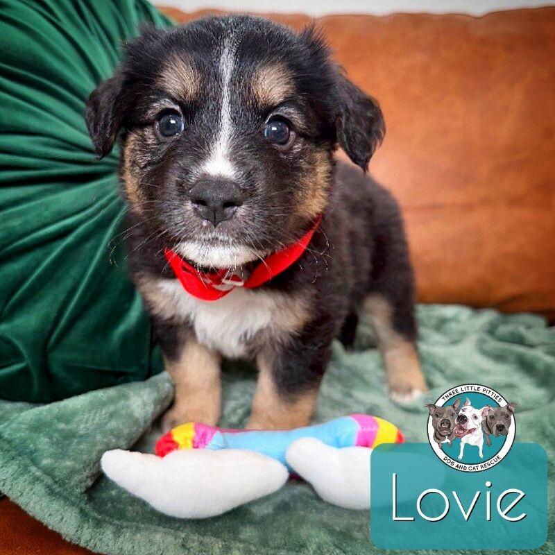 Dog for adoption - Lovie Little, a German Shepherd Dog & Husky Mix in ...