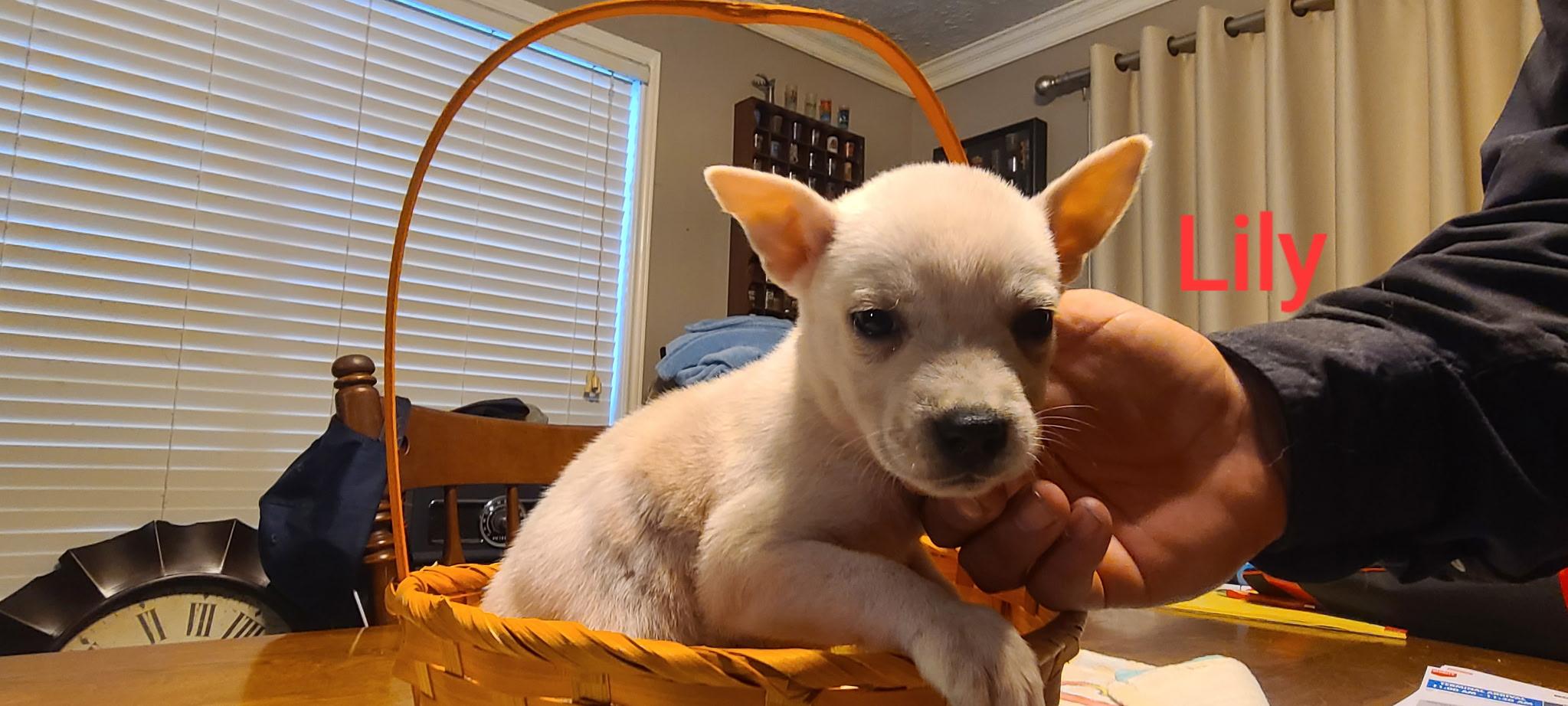 Dog for adoption - Lilly, a Siberian Husky Mix in Burlington, VT ...