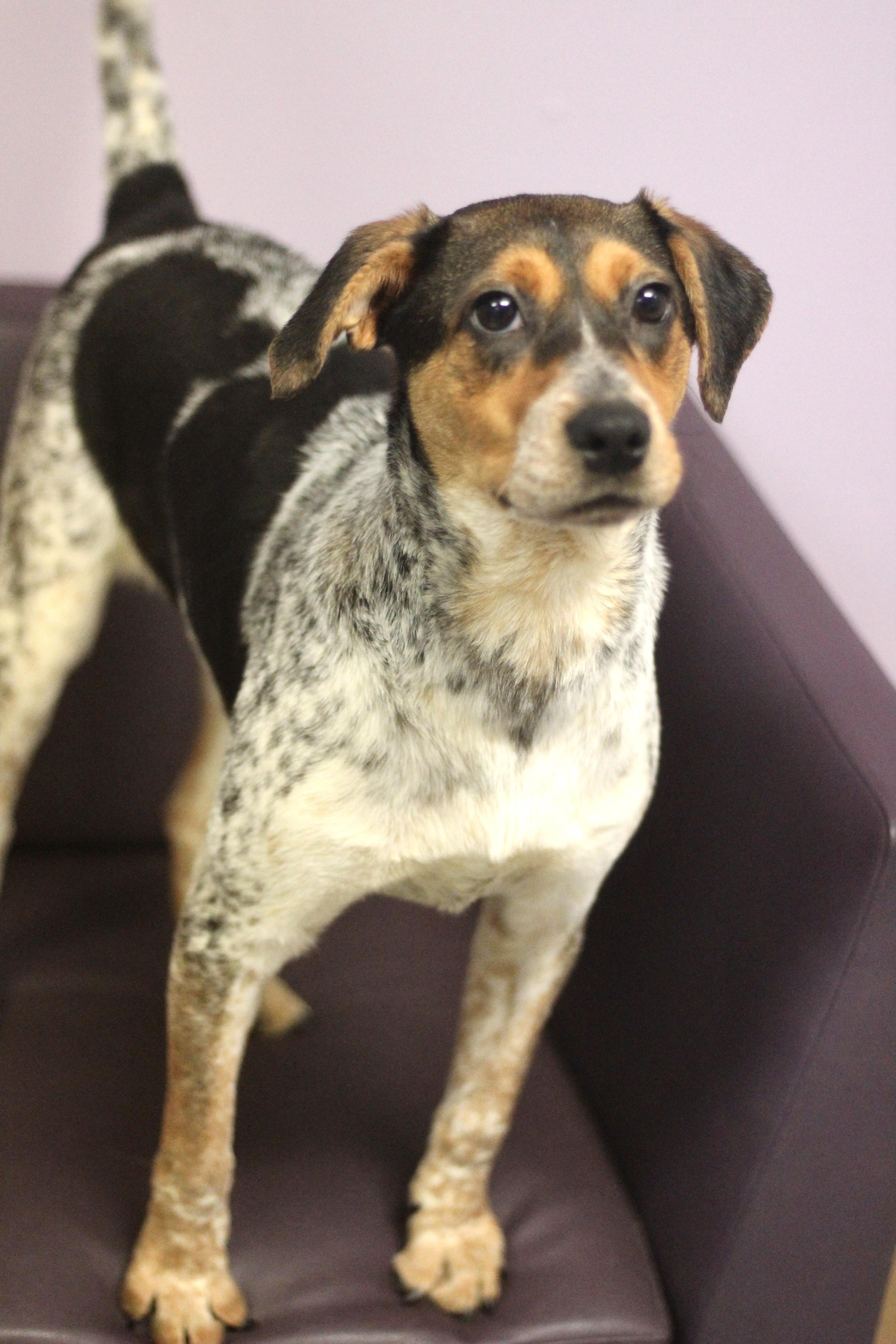 $300 Adoption Fee Audrey in NH! Come Meet our Adoptable Dogs Wednesday ...