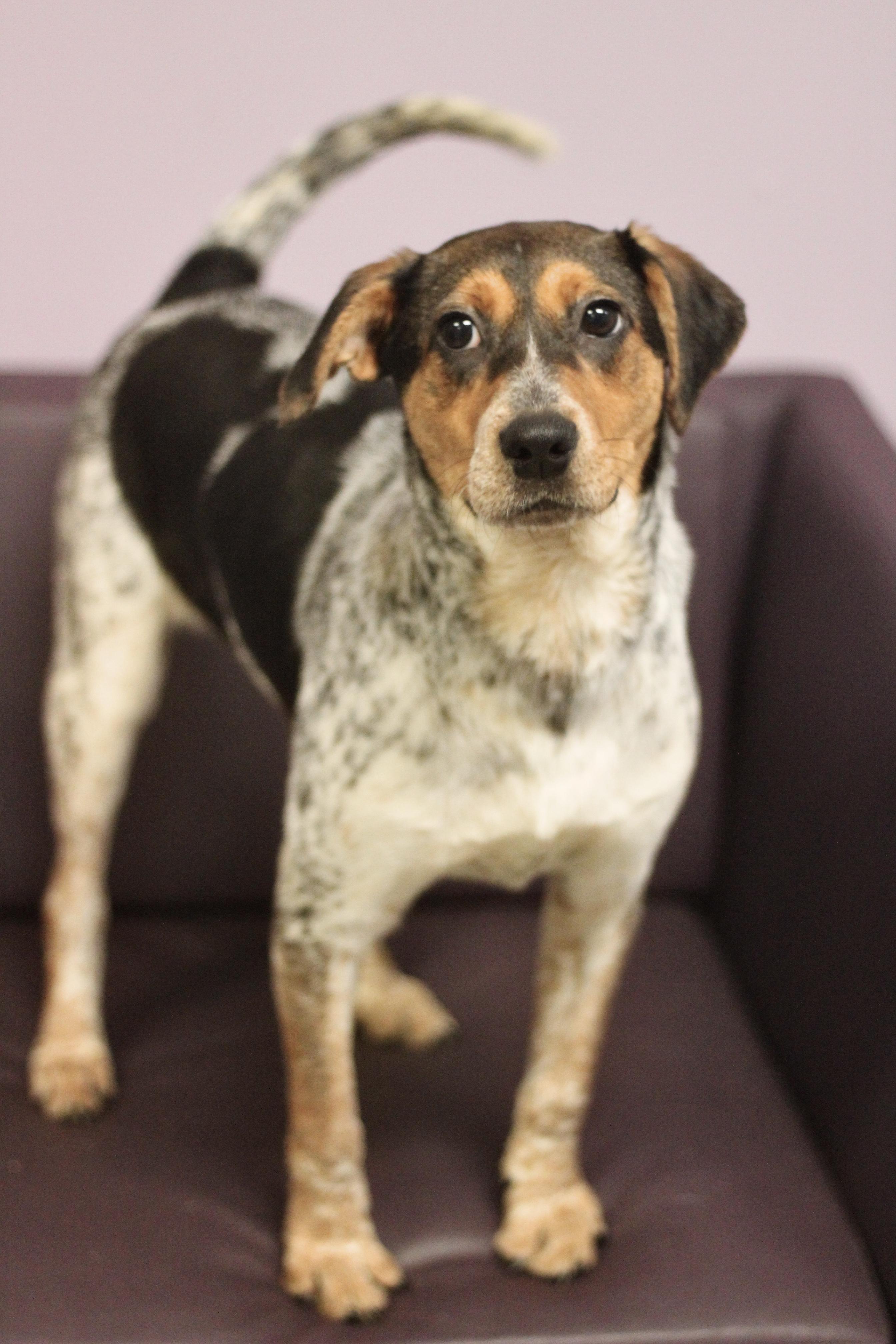 $300 Adoption Fee Audrey in NH! Come Meet our Adoptable Dogs Wednesday ...