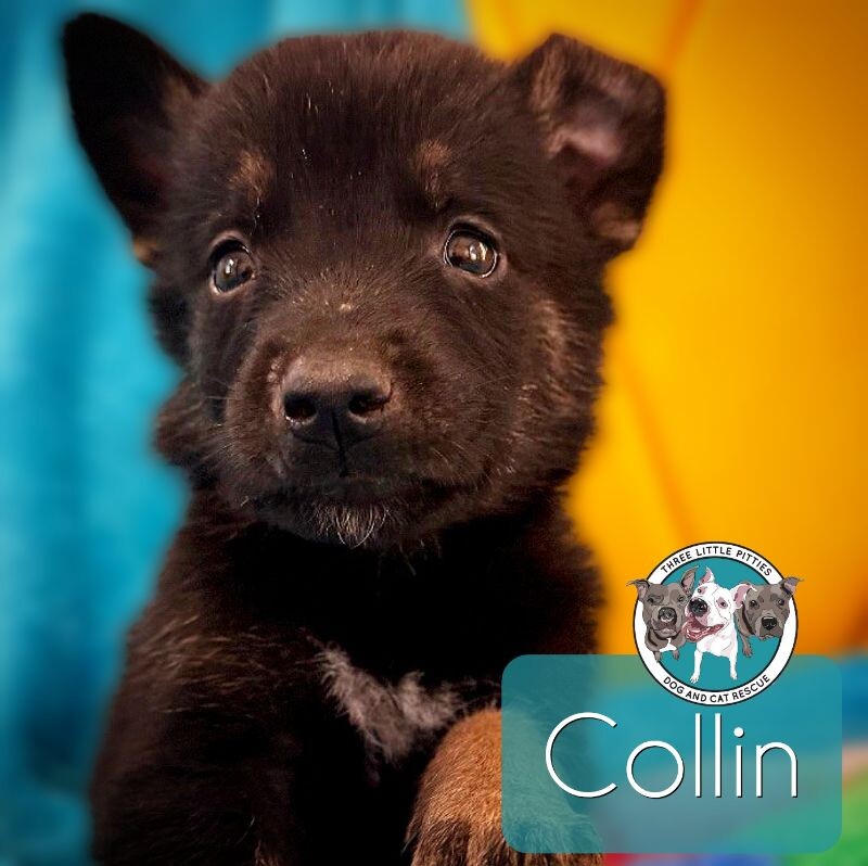 Dog for adoption - Collin Conex the Charming Boy, a German Shepherd Dog ...