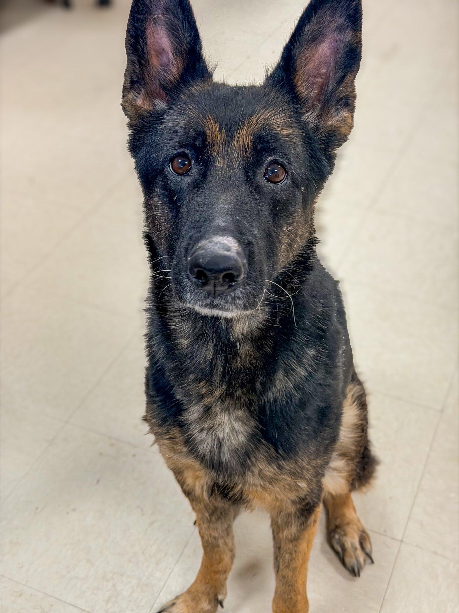 Raggedy Ann - Adoptable Pet | Petfinder | Petfinder